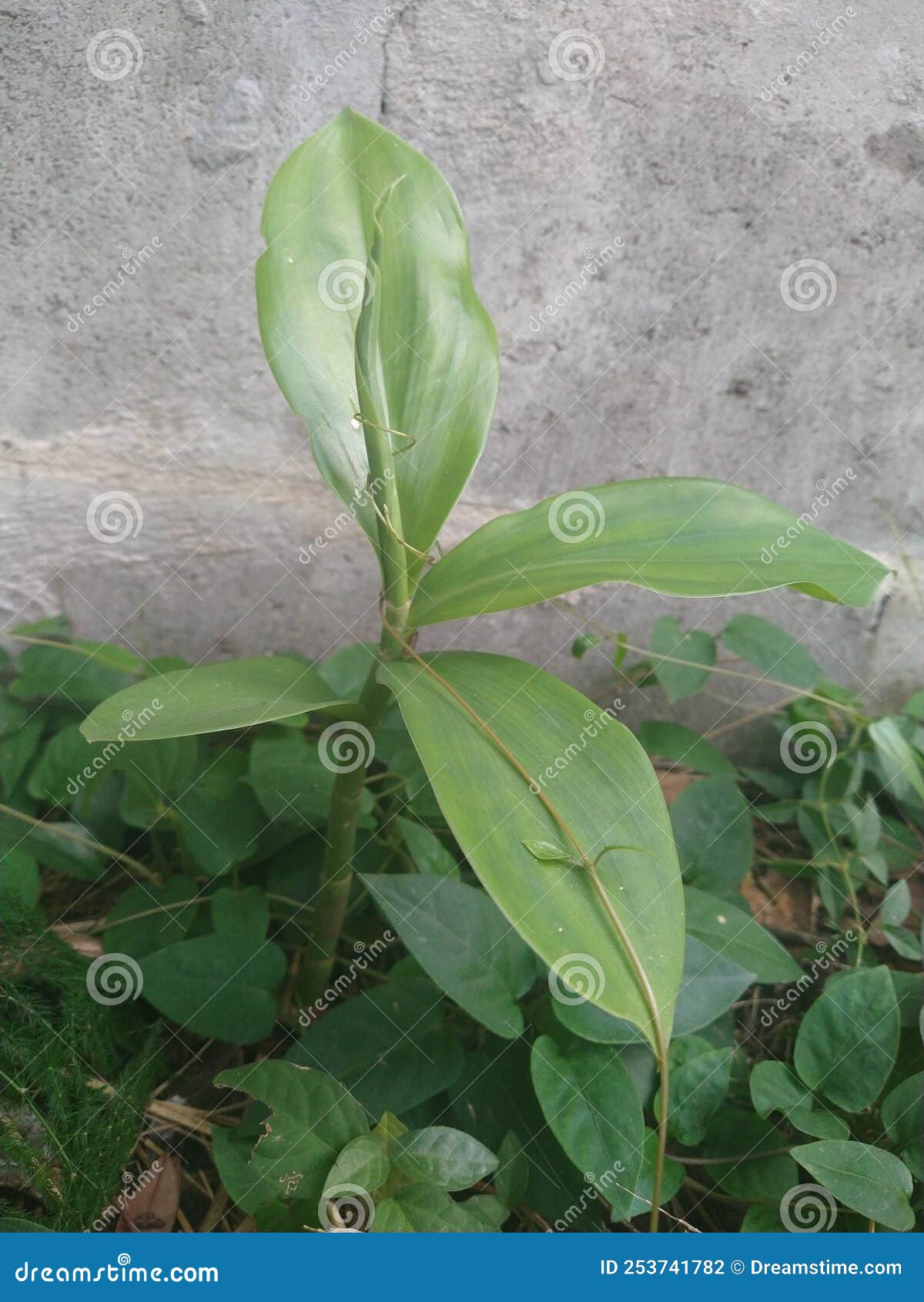 Plant Nature Growing Outdoors Outside Greenery Vines Stock Photo ...
