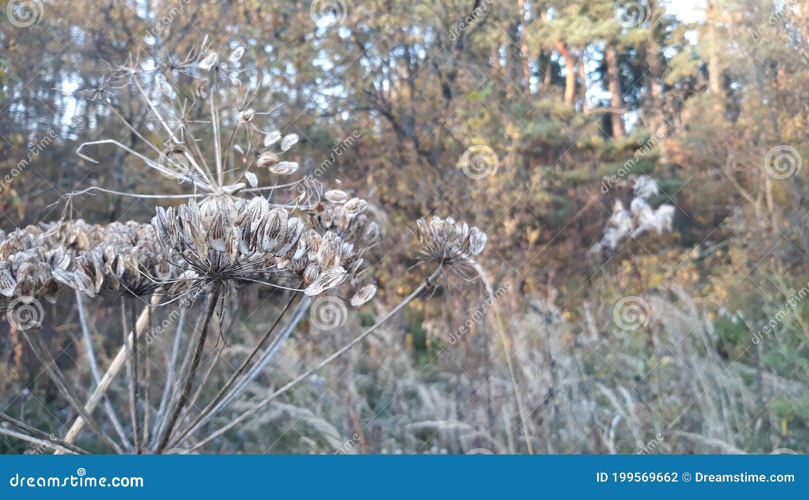 Plant nature tee stock photo. Image of shrub, autumn - 199569662