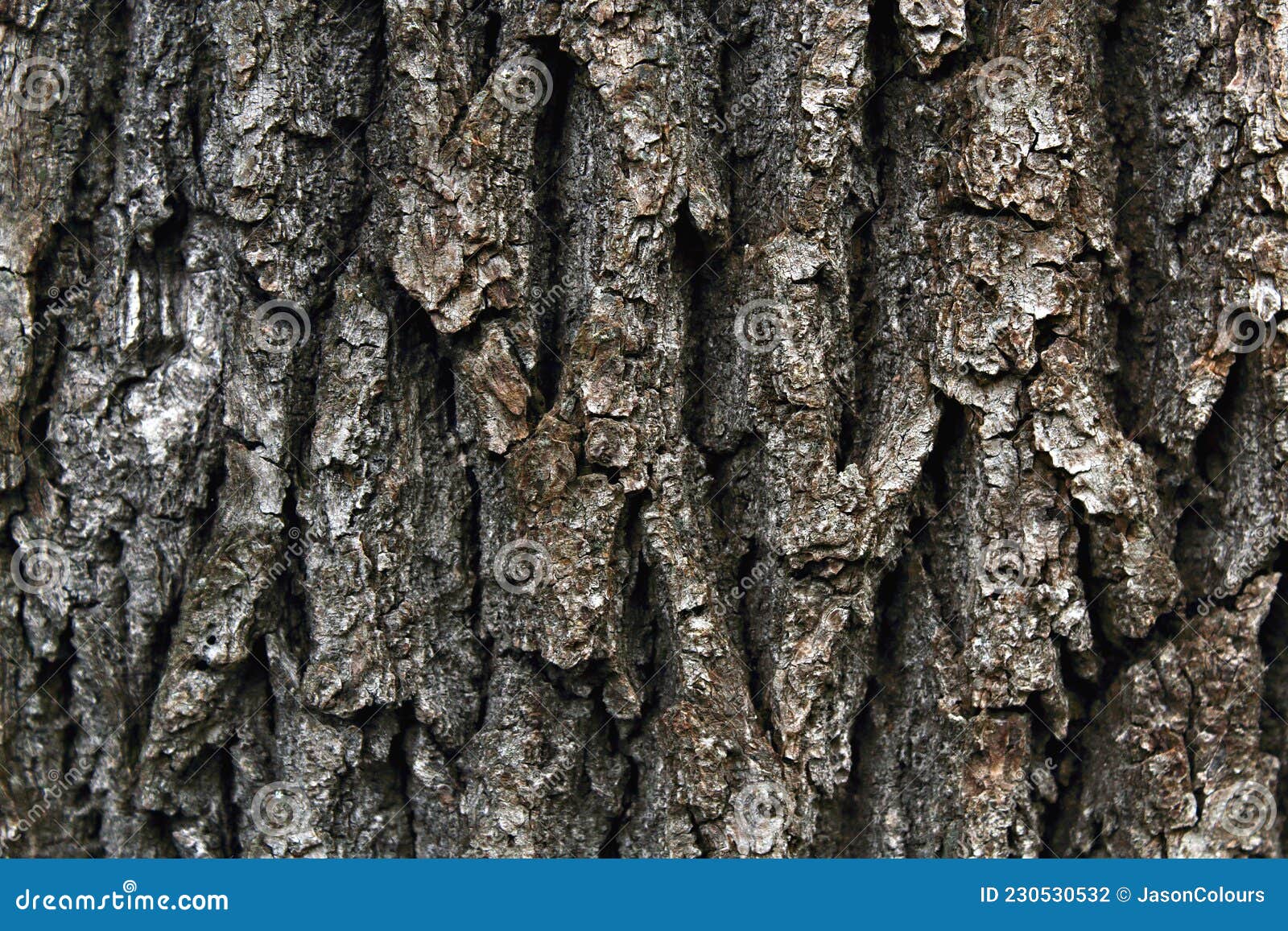 Bark of a Tree in the Autumn Forest. Plant. Nature. Wood. Stock Photo ...