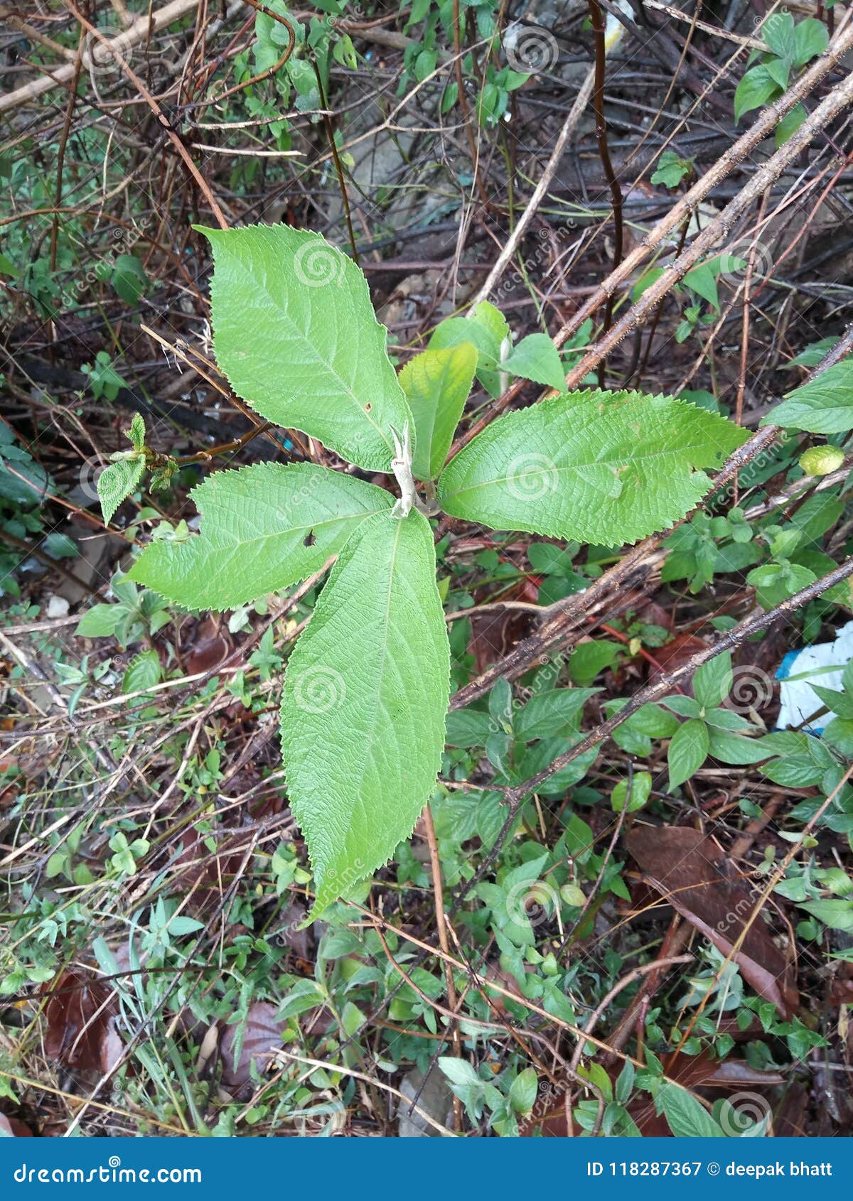 Plant stock image. Image of environment, food, nechar - 118287367