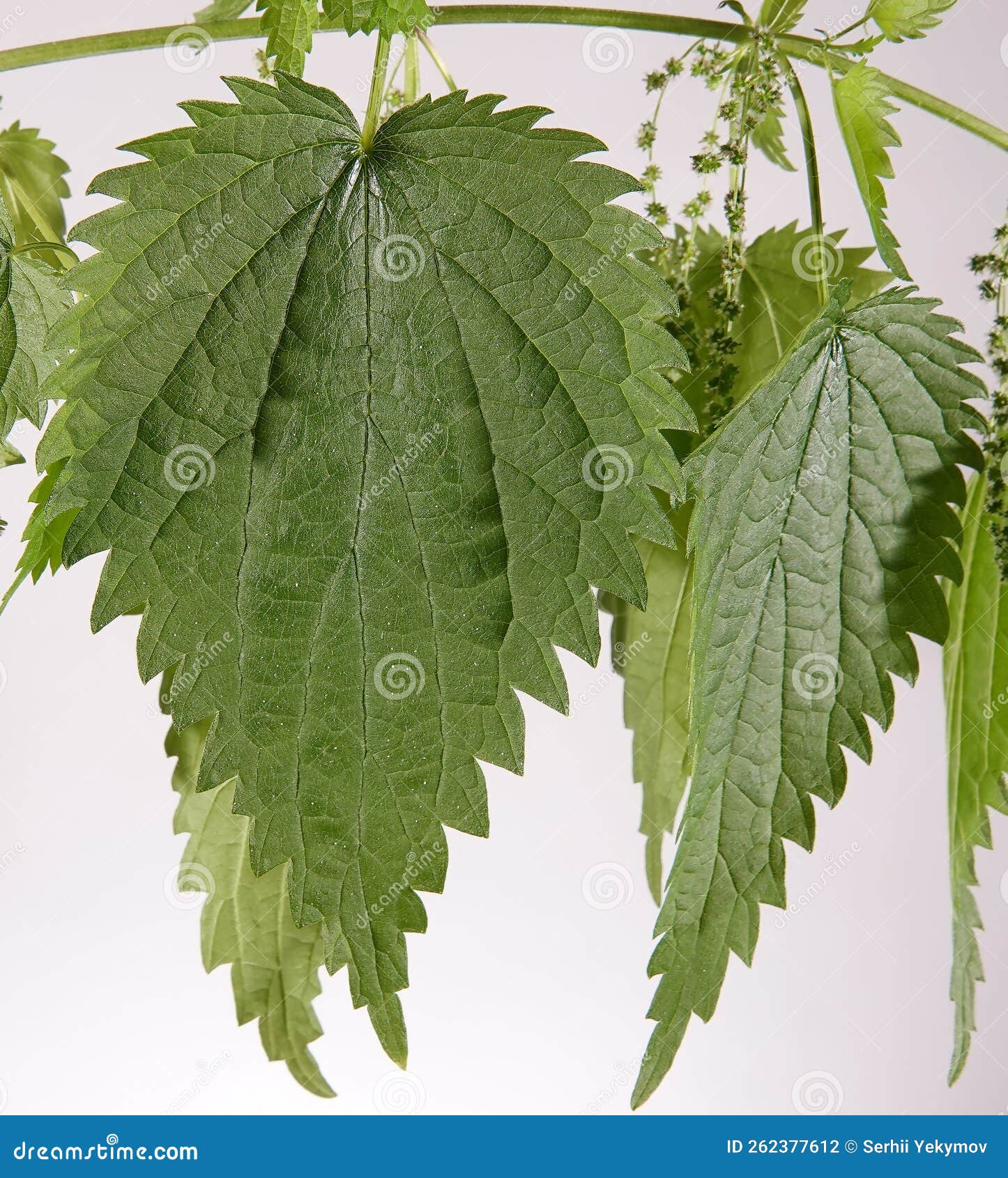 Plant Nettle Branch with Needles Stock Photo - Image of burning, bush ...