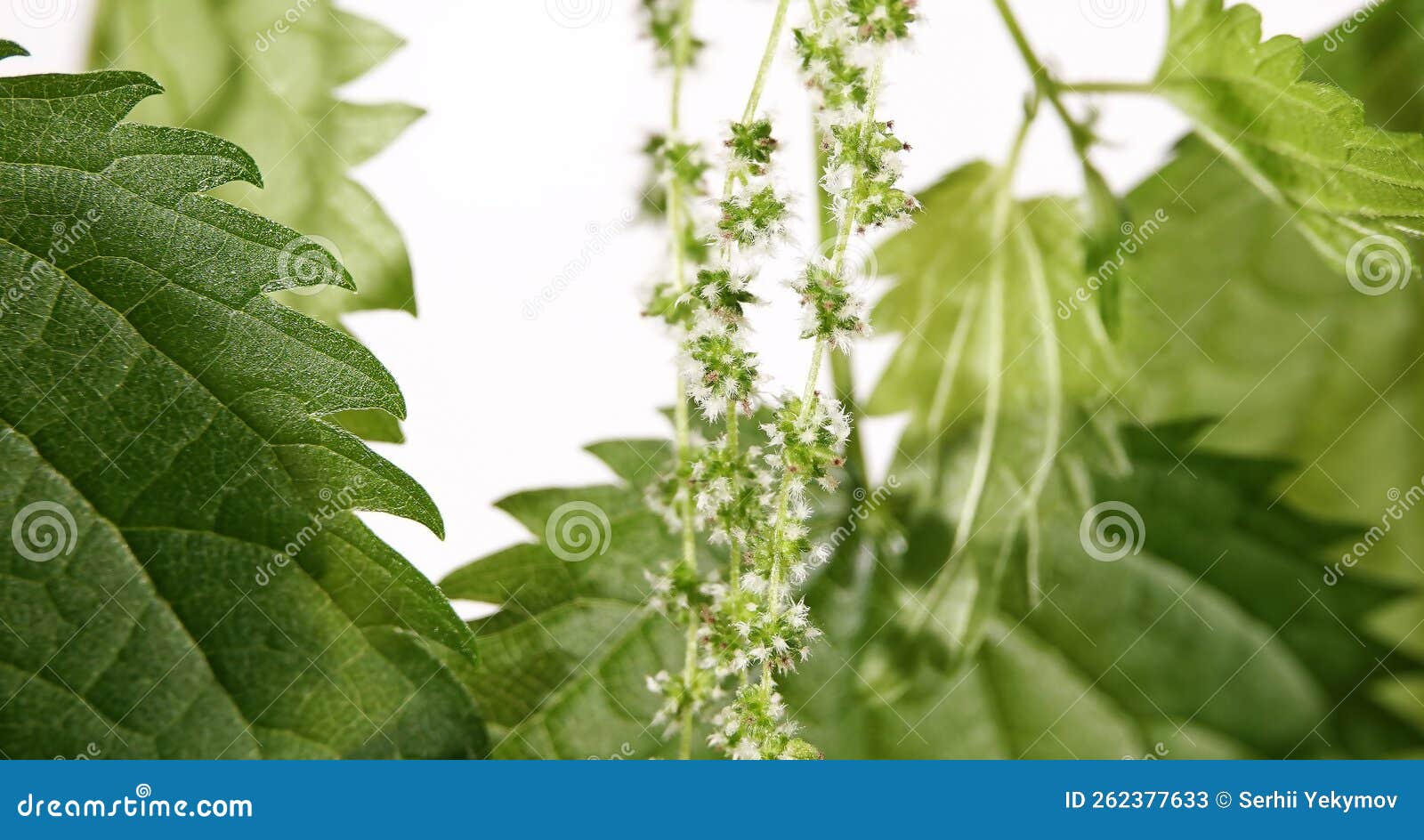 Plant Nettle Branch with Needles Stock Image - Image of long, animals ...