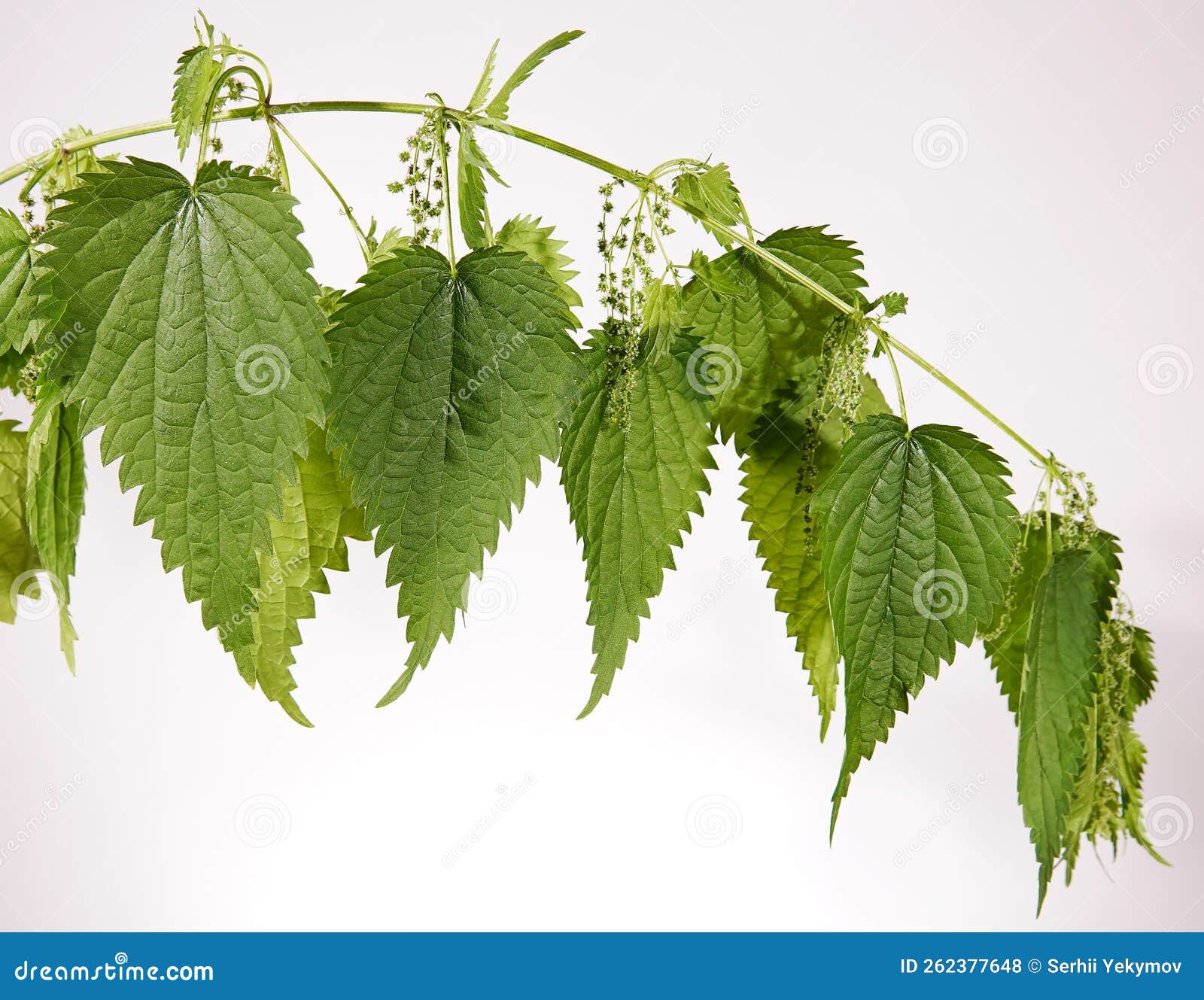 Plant Nettle Branch with Needles Stock Photo - Image of branches ...