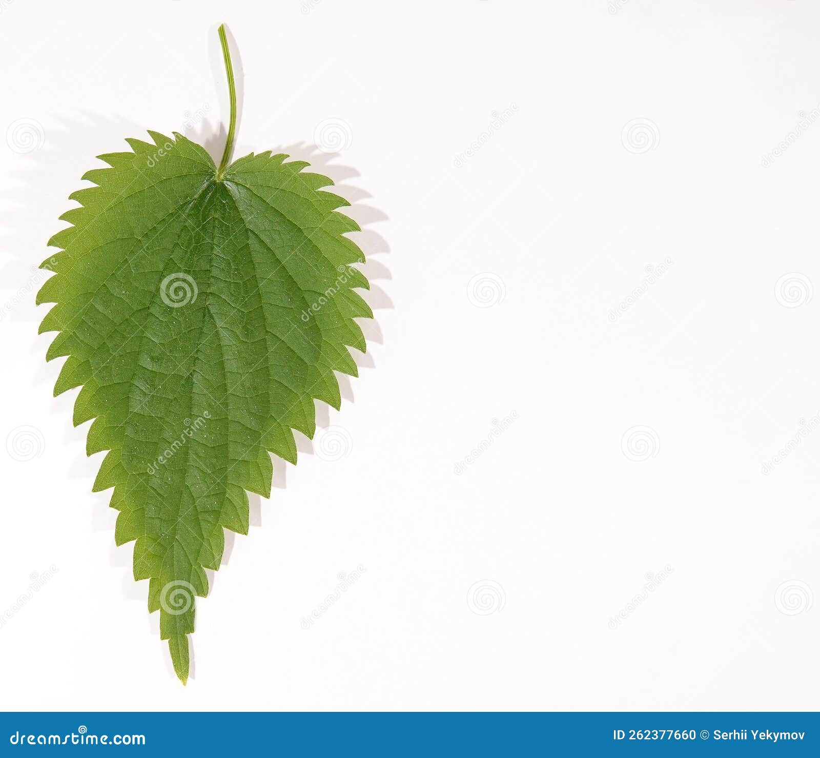 Plant Nettle Branch with Needles Stock Photo - Image of branches ...