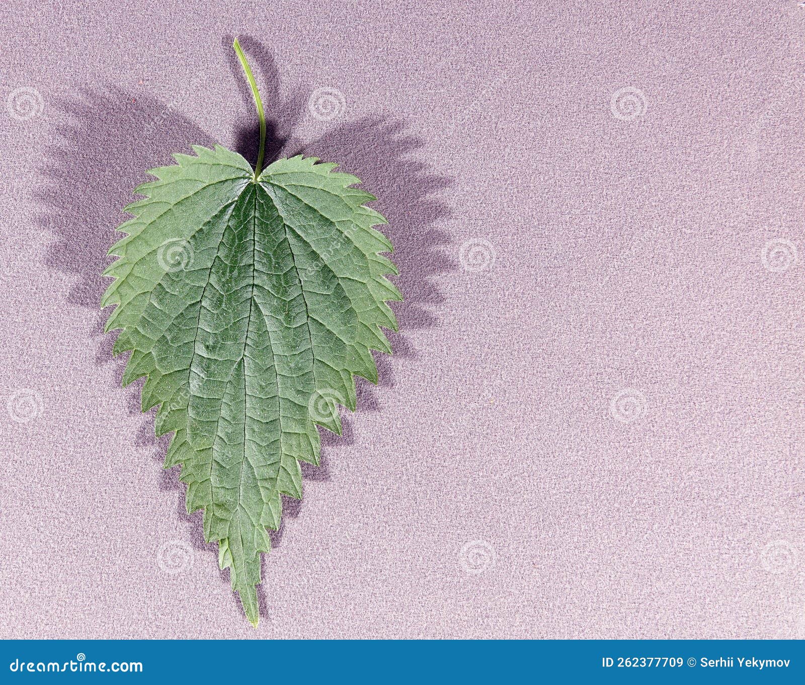 Plant Nettle Branch with Needles Stock Image - Image of nettle, spring ...