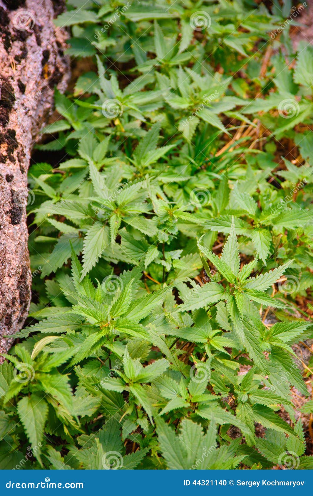 Plant Nettle. Nettle With Fluffy Green Leaves. Background Plant Nettle ...