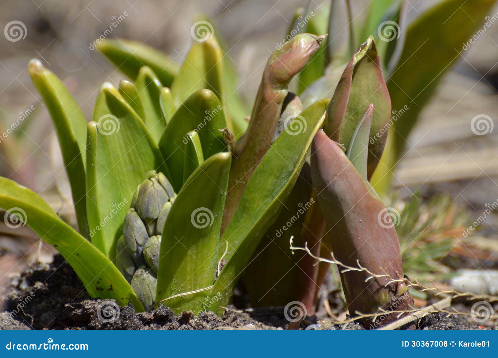 Plant stock photo. Image of green, leaf, growth, spring - 30367008