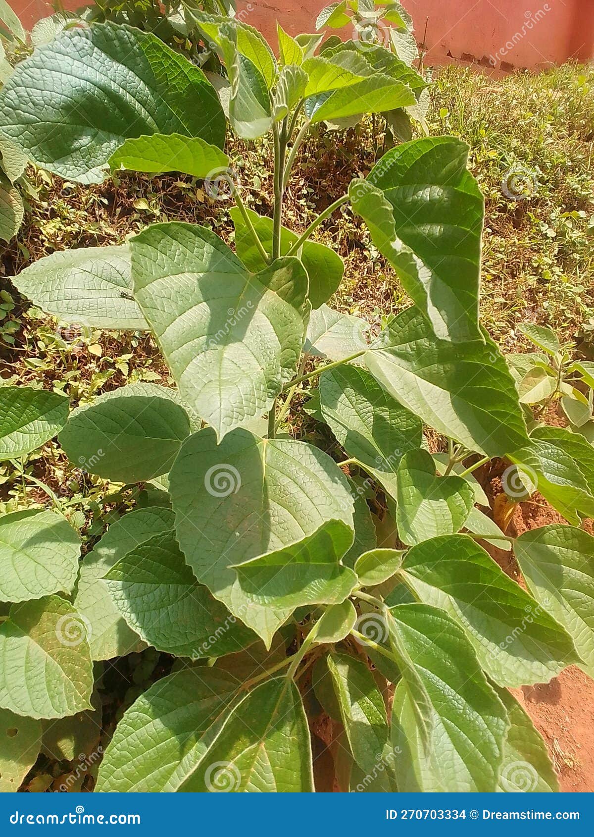 A Plant with Nice Looking Leaves Stock Photo - Image of nature, green ...