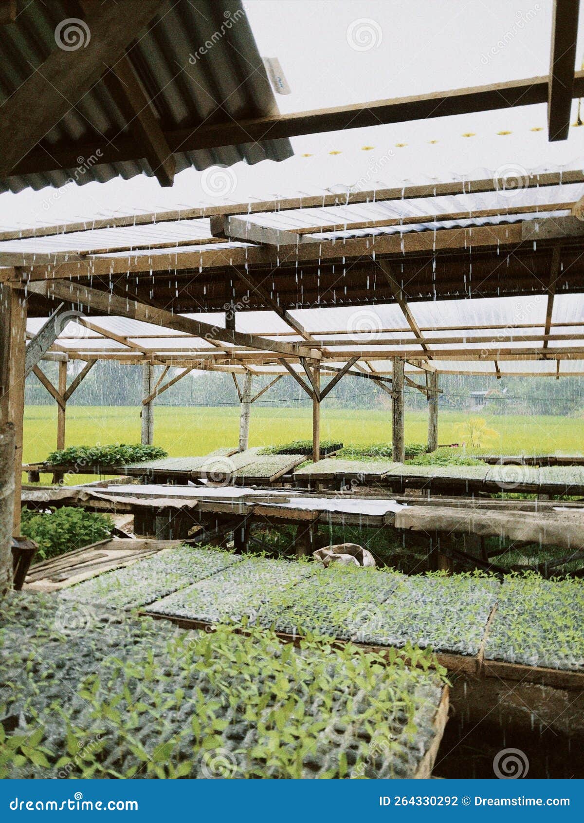Plant nursery stock photo. Image of surrounded, rice - 264330292