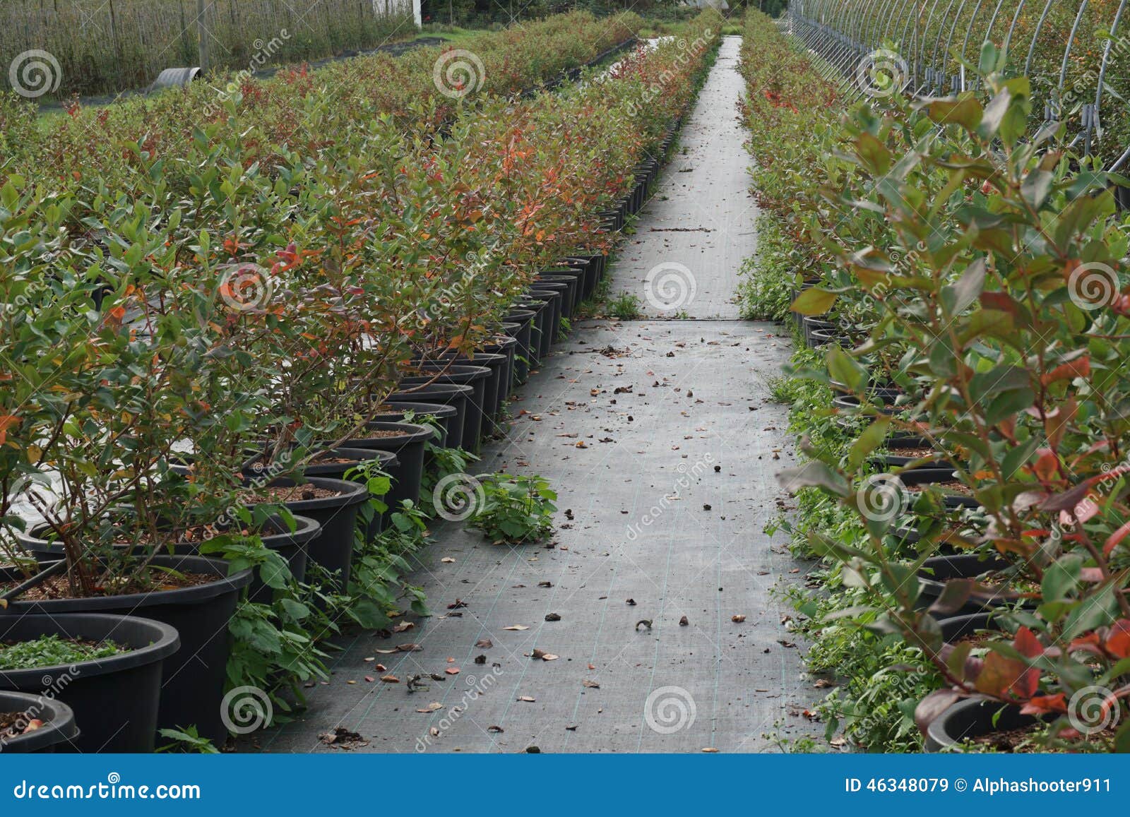 Plant nursery stock image. Image of gardening, centre - 46348079