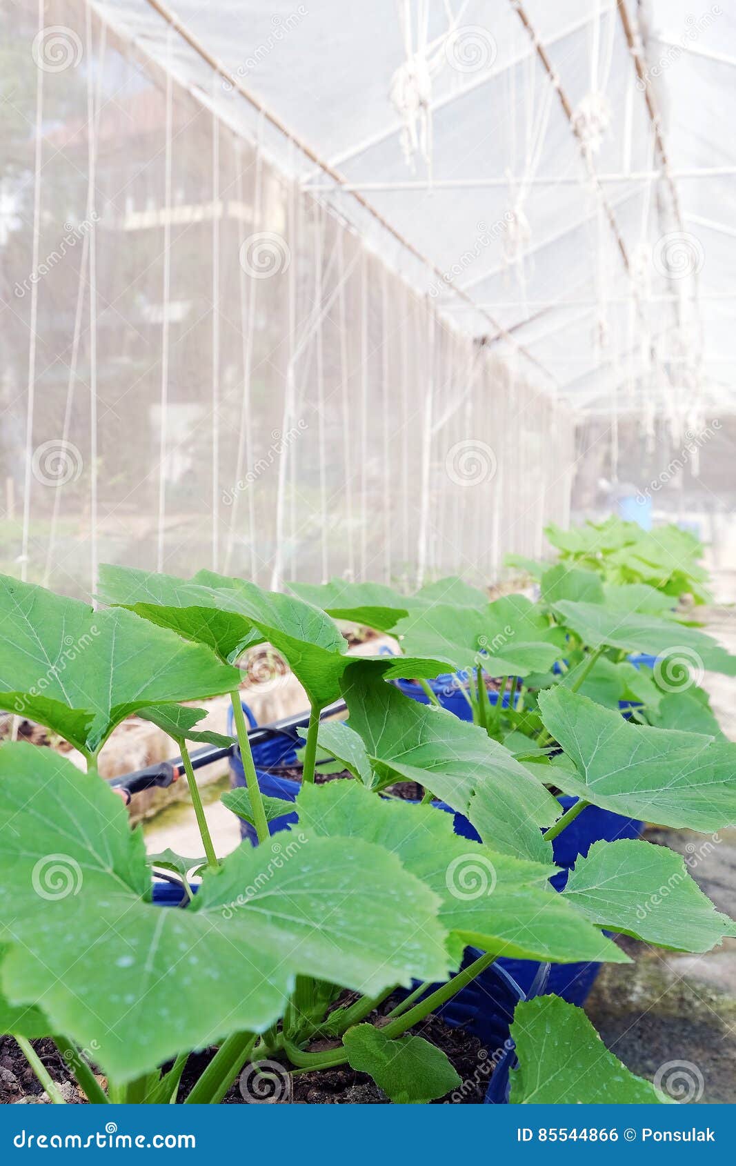 Plant nursery stock photo. Image of cultivation, industry - 85544866