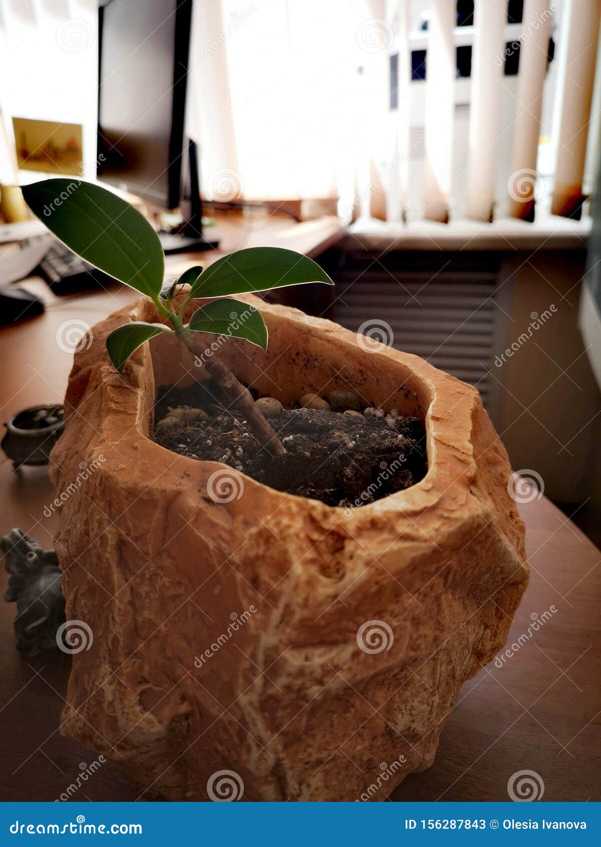 Plant in the Office on the Table Stock Image - Image of workplace ...