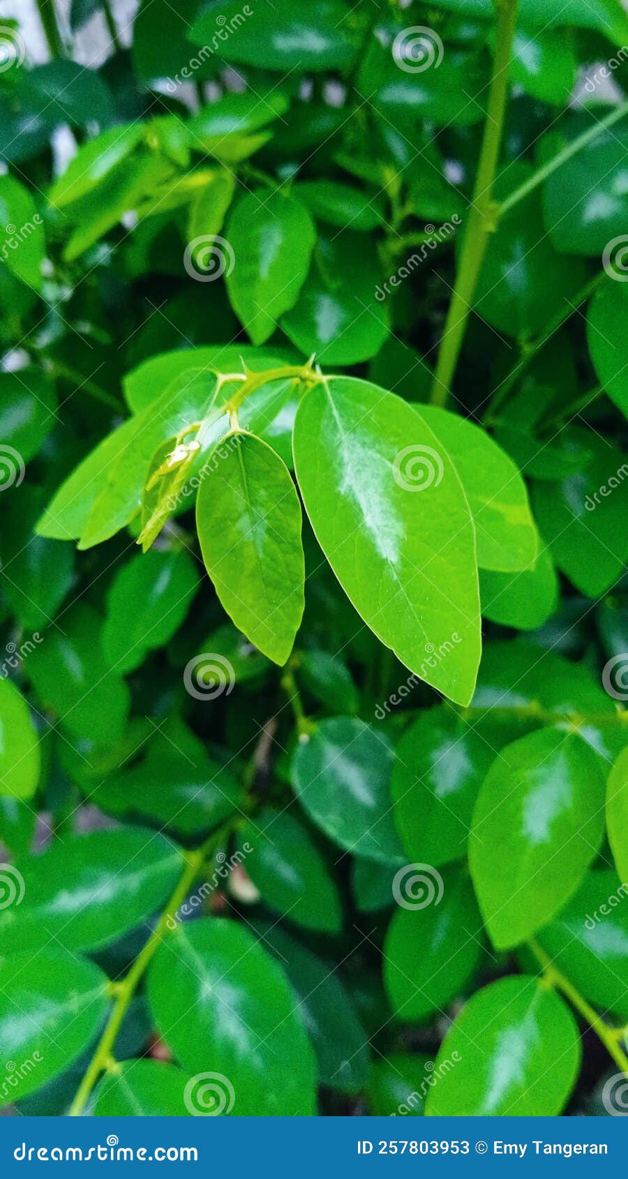 This Plant is Often Called Katuk in Indonesia Stock Image - Image of ...