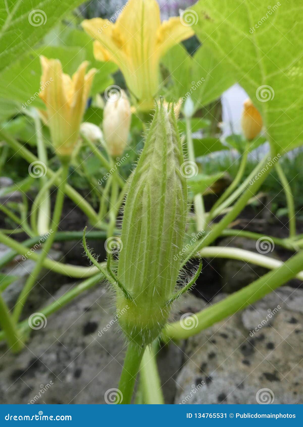 Plant, Okra, Flora, Plant Stem Picture. Image: 134765531