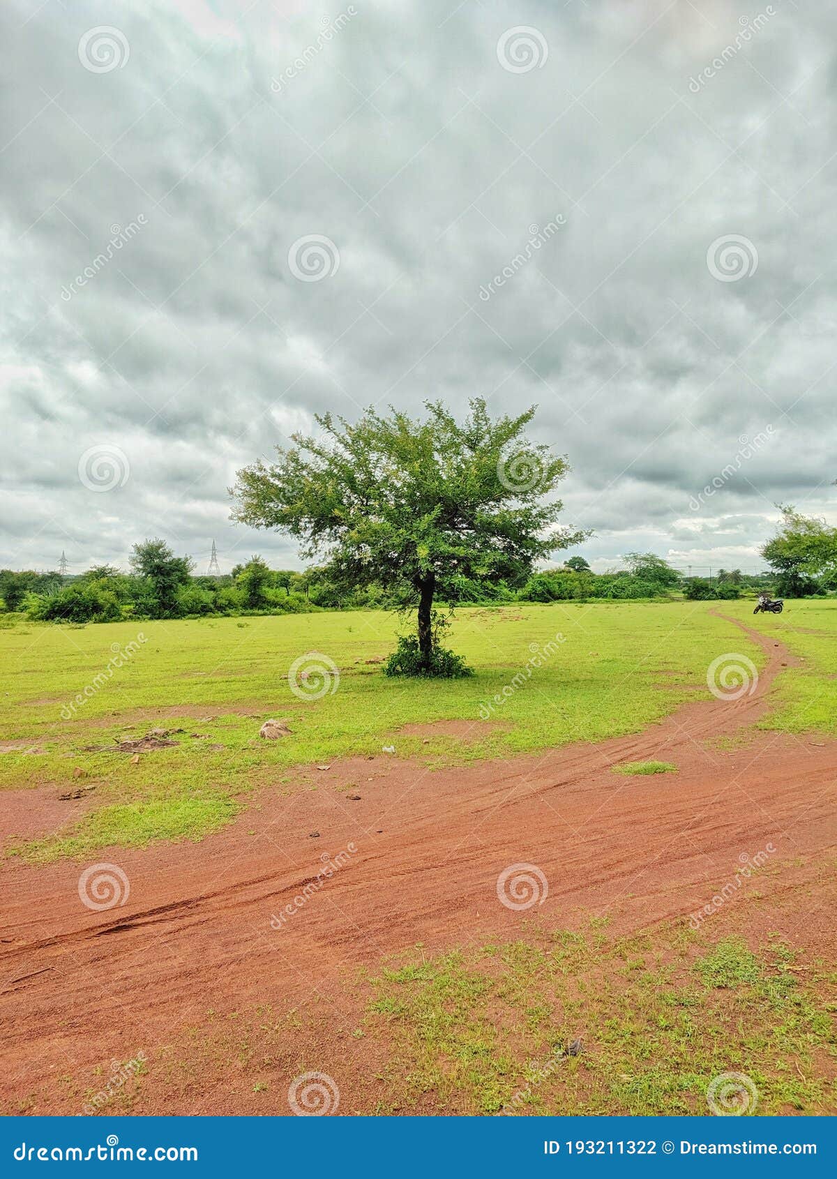 A plant in the open field stock photo. Image of nature - 193211322