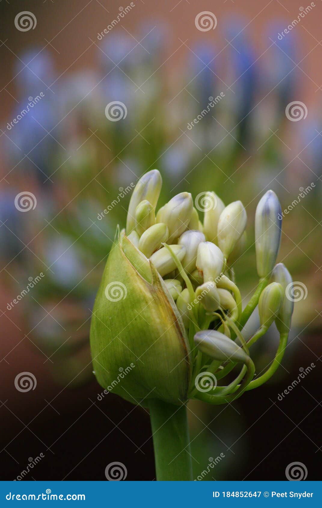 Plant opening in bloom stock image. Image of yellow - 184852647