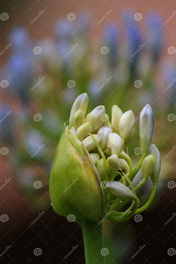 Plant opening in bloom stock image. Image of yellow - 184852647