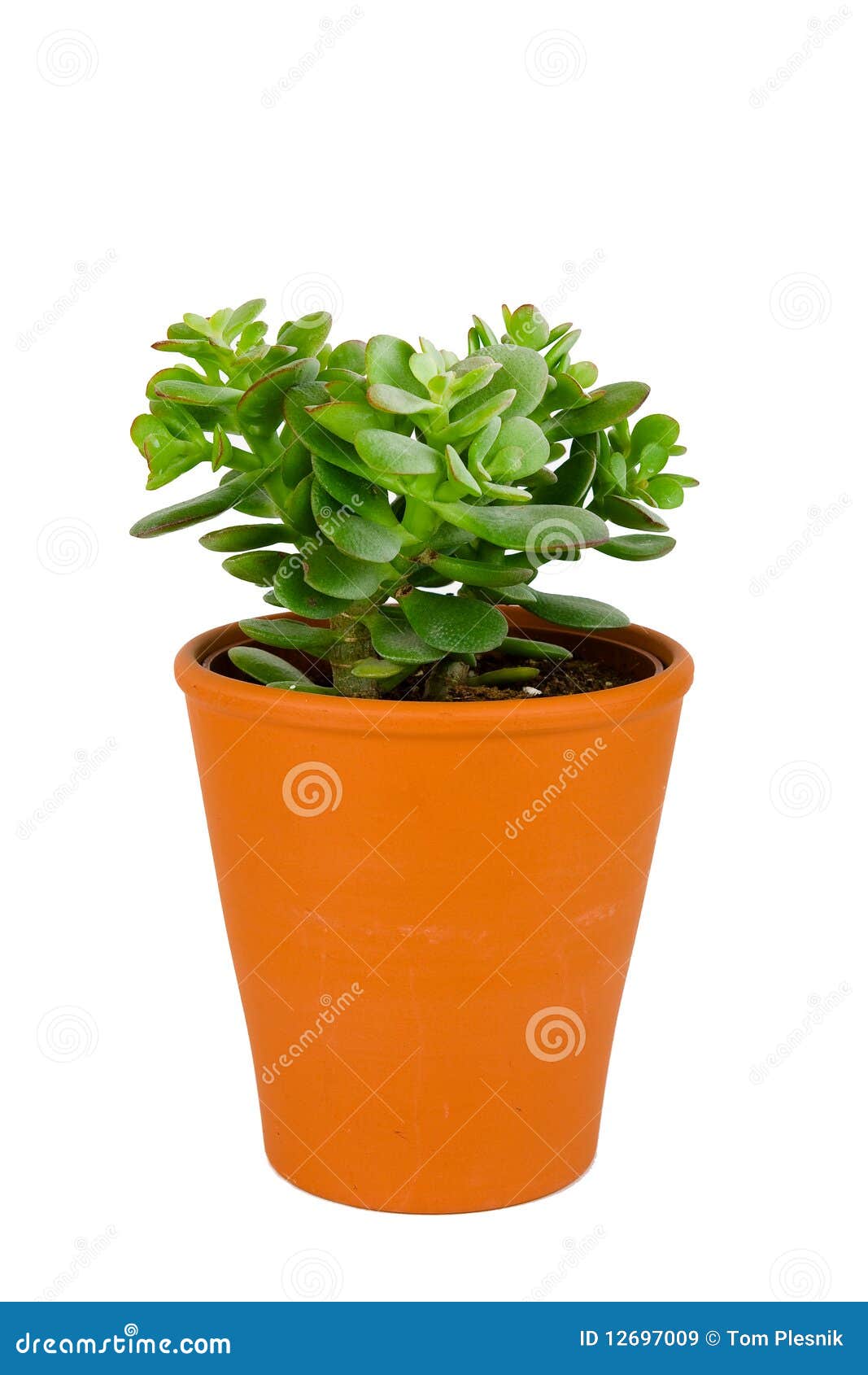 Plant in orange pot stock image. Image of decoration - 12697009