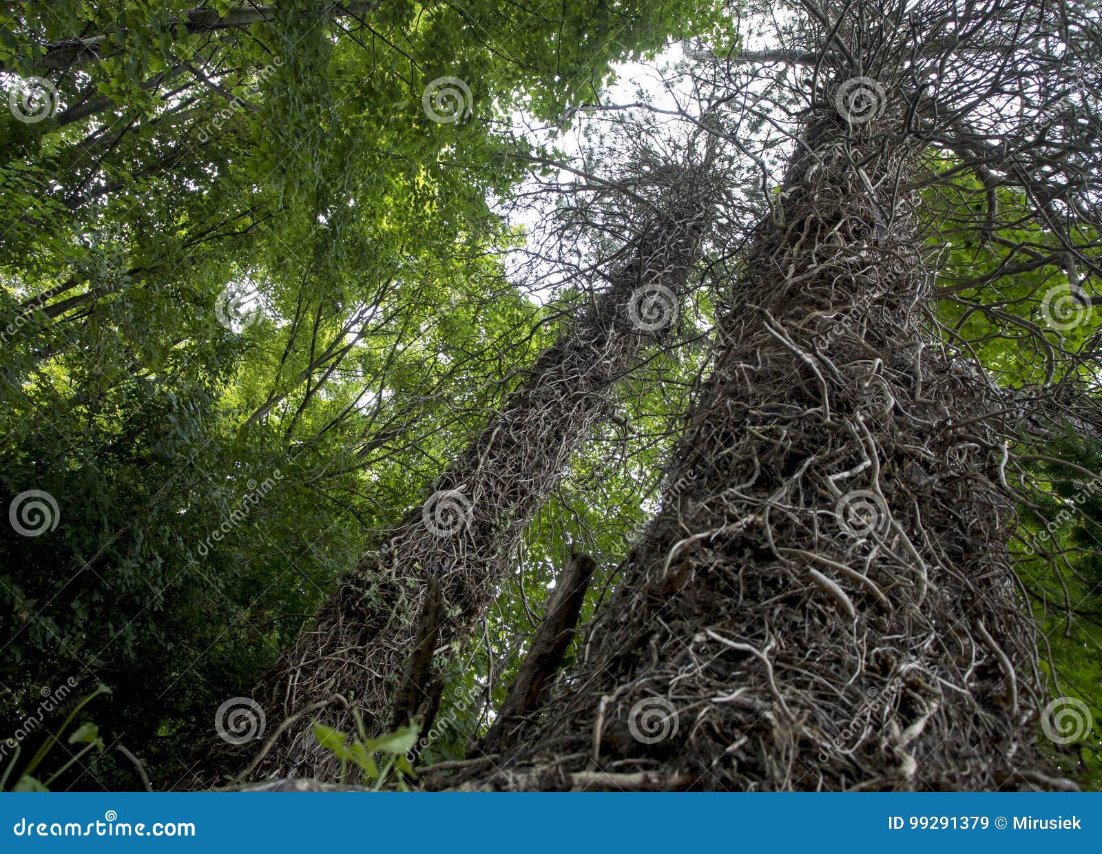 Plant over the tree stock image. Image of landscape, environment - 99291379