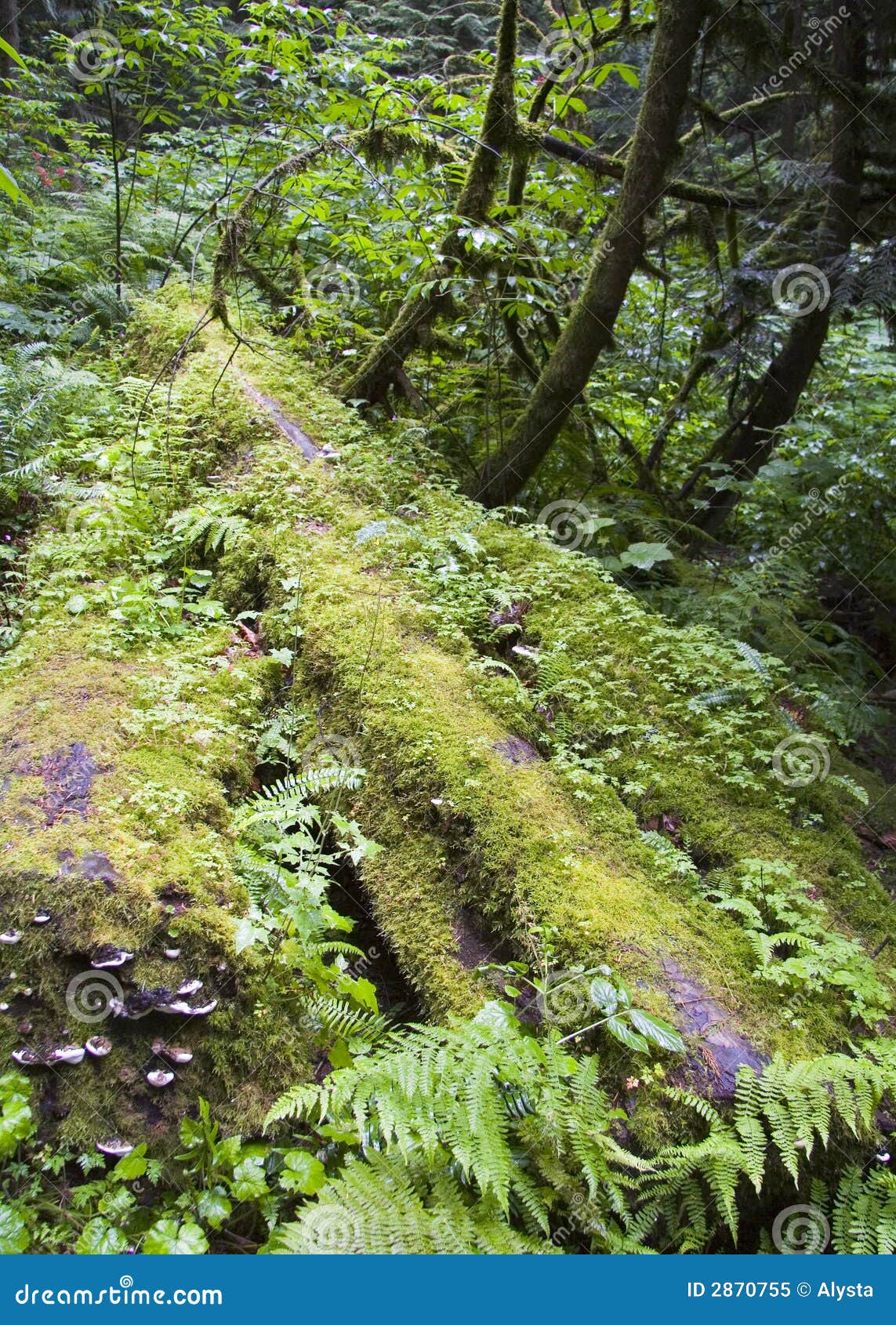 Plant Overgrown Tree stock image. Image of growth, plant - 2870755