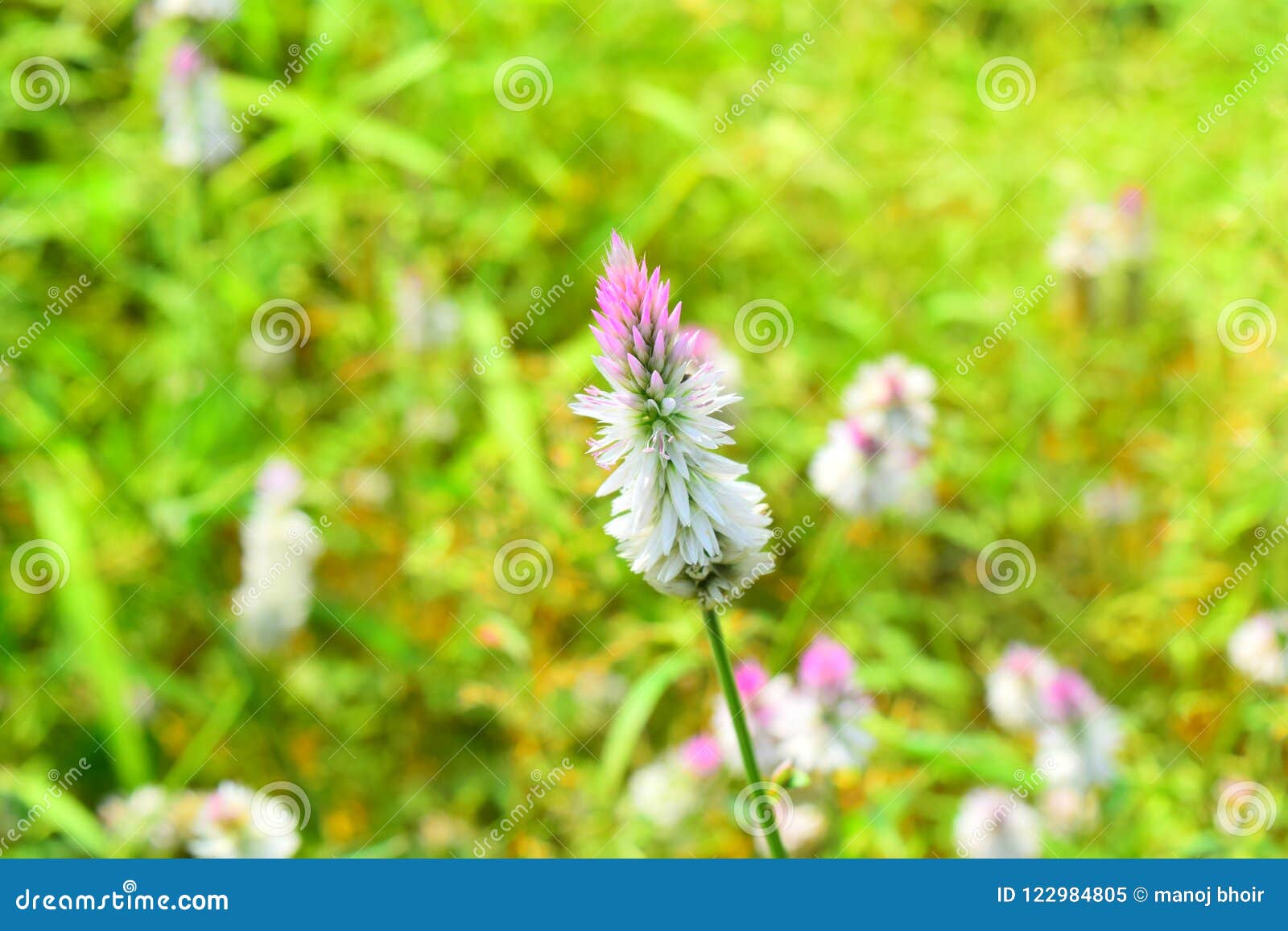 Plant stock image. Image of plant, tree, nechar, palnt - 122984805