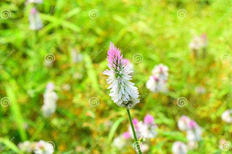 Plant stock image. Image of plant, tree, nechar, palnt - 122984805