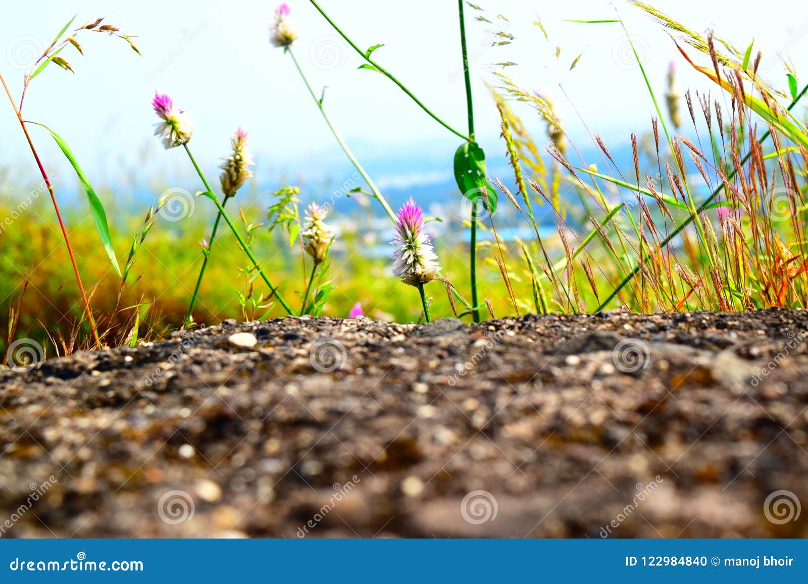 Plant stock photo. Image of plant, wallpaper, palnt - 122984840