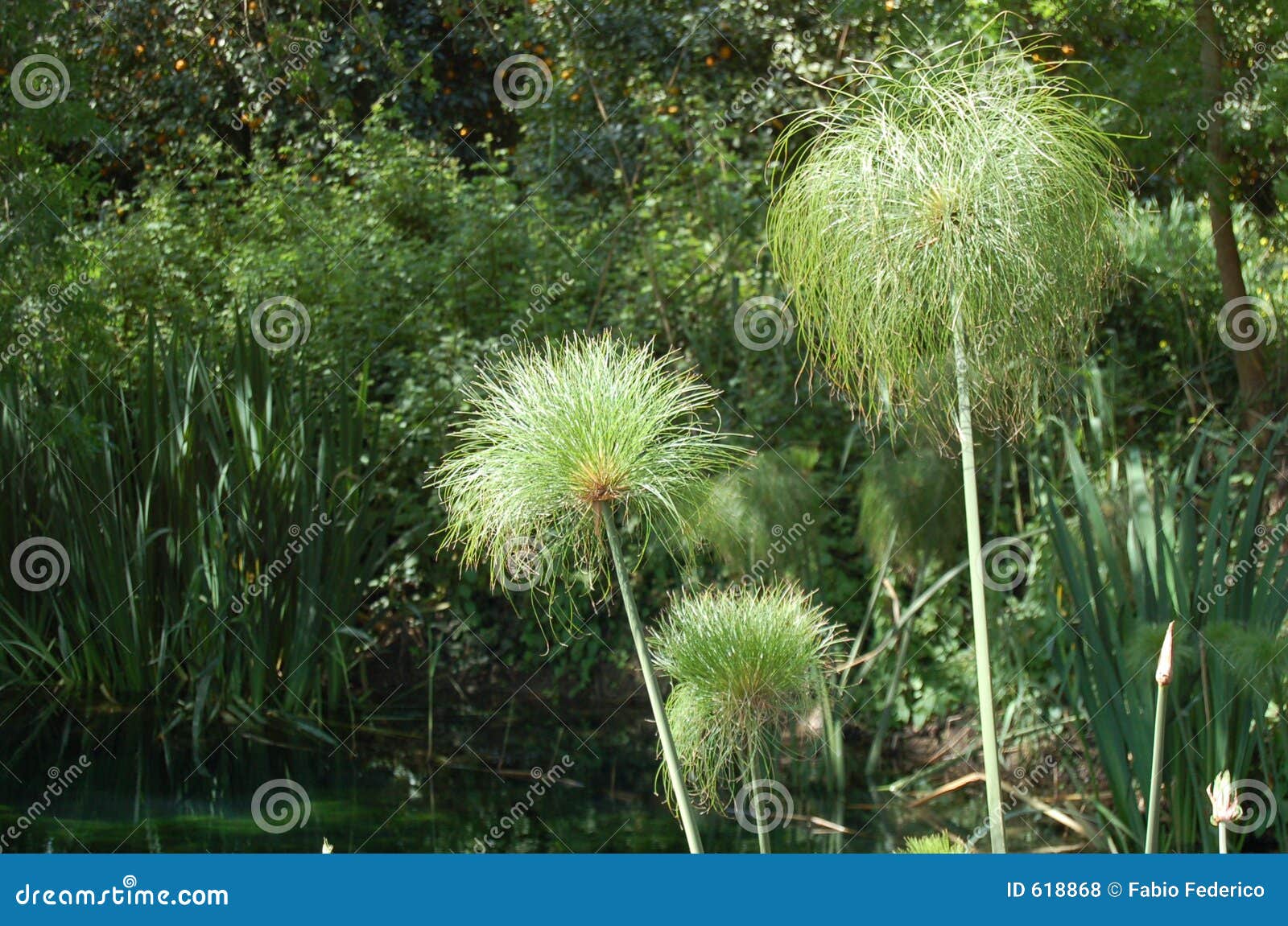 Plant of papyrus .. stock photo. Image of quiff, syracuse - 618868