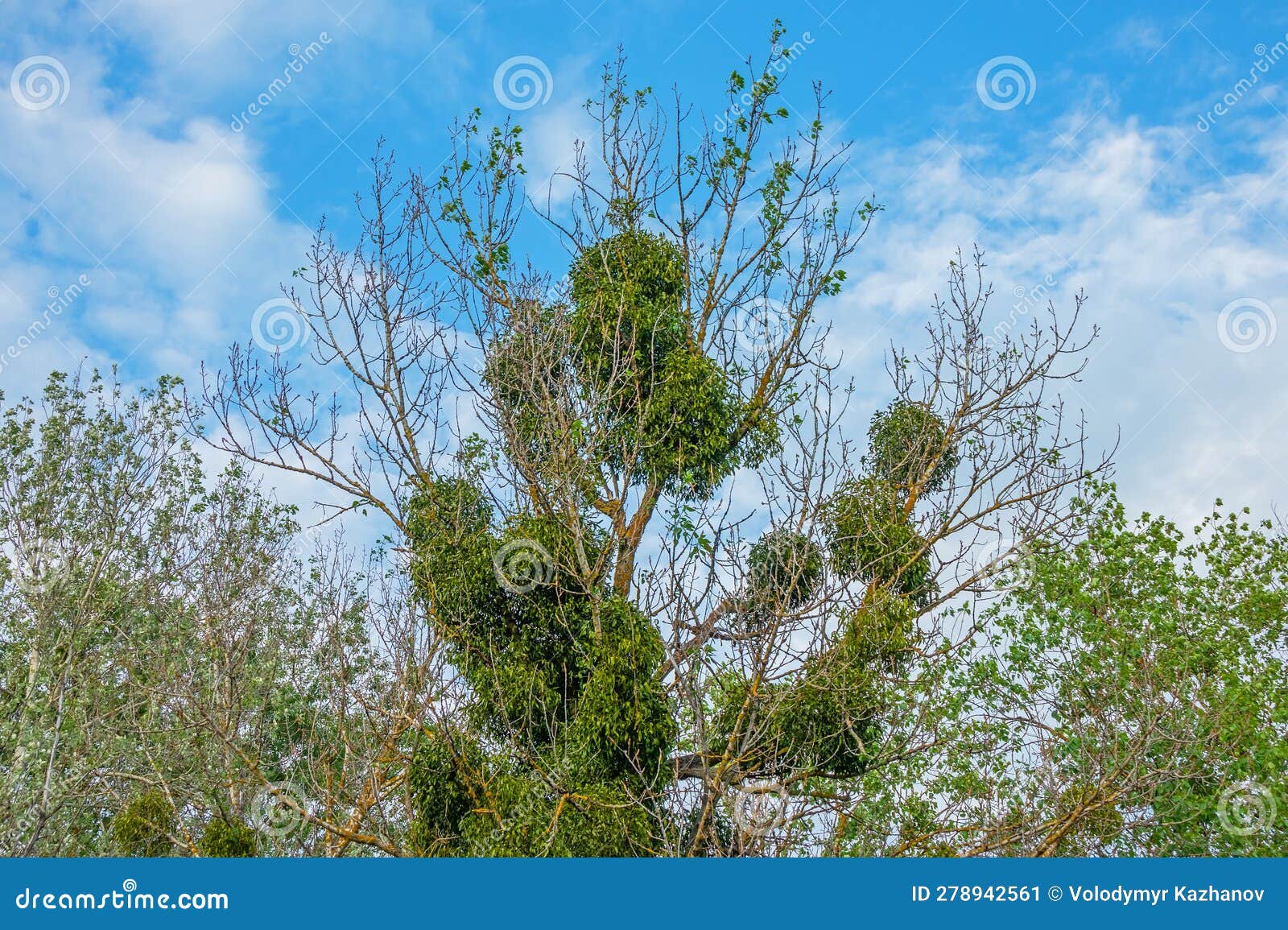 Plant Parasite Mistletoe (Viscum) on the Branches of a Tree Against the ...