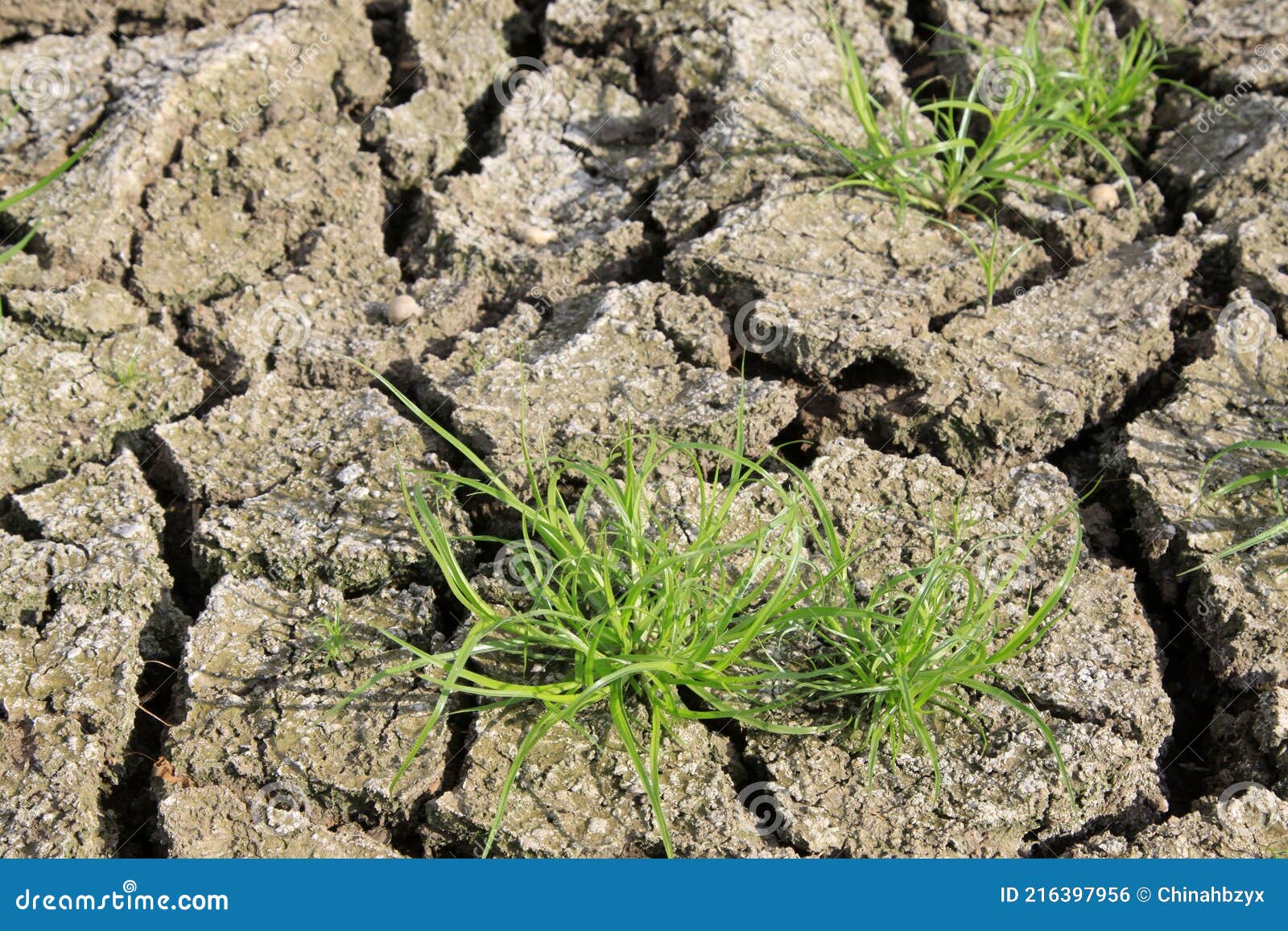 Plant and parched land stock photo. Image of barren - 216397956