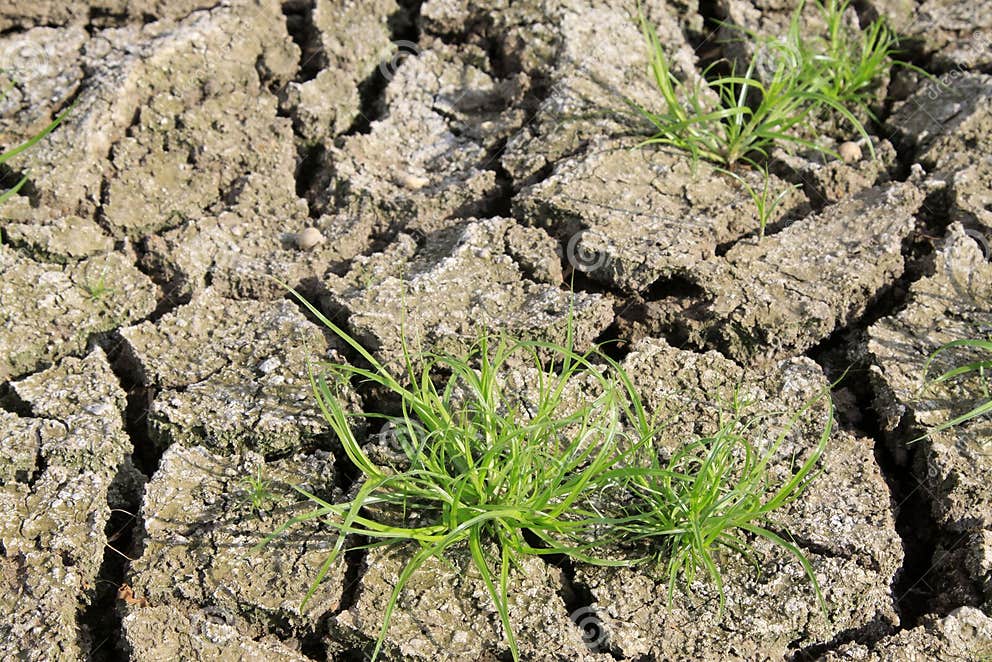 Plant and parched land stock photo. Image of barren - 216397956