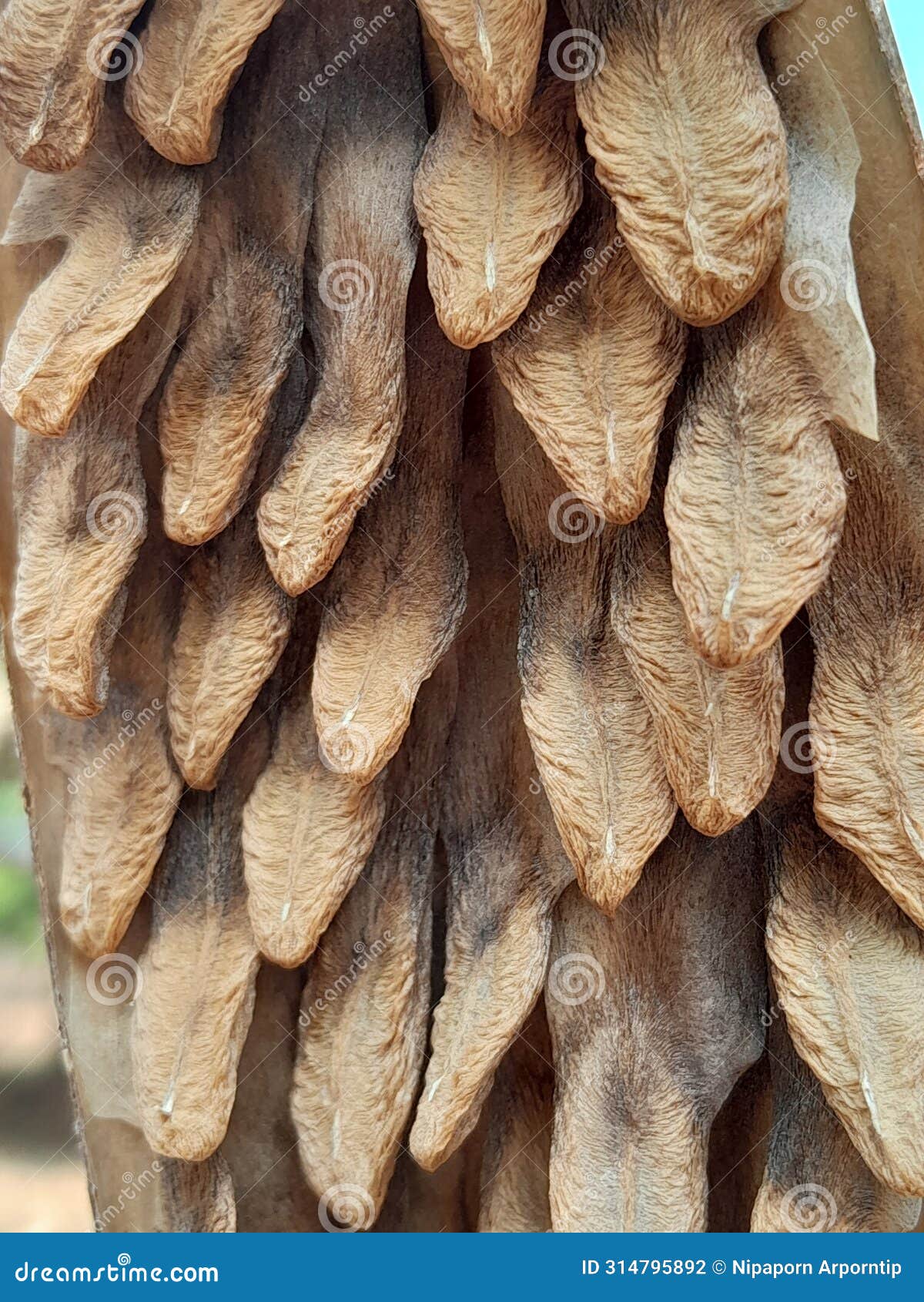 Plant part stock photo. Image of texture, people, nature - 314795892