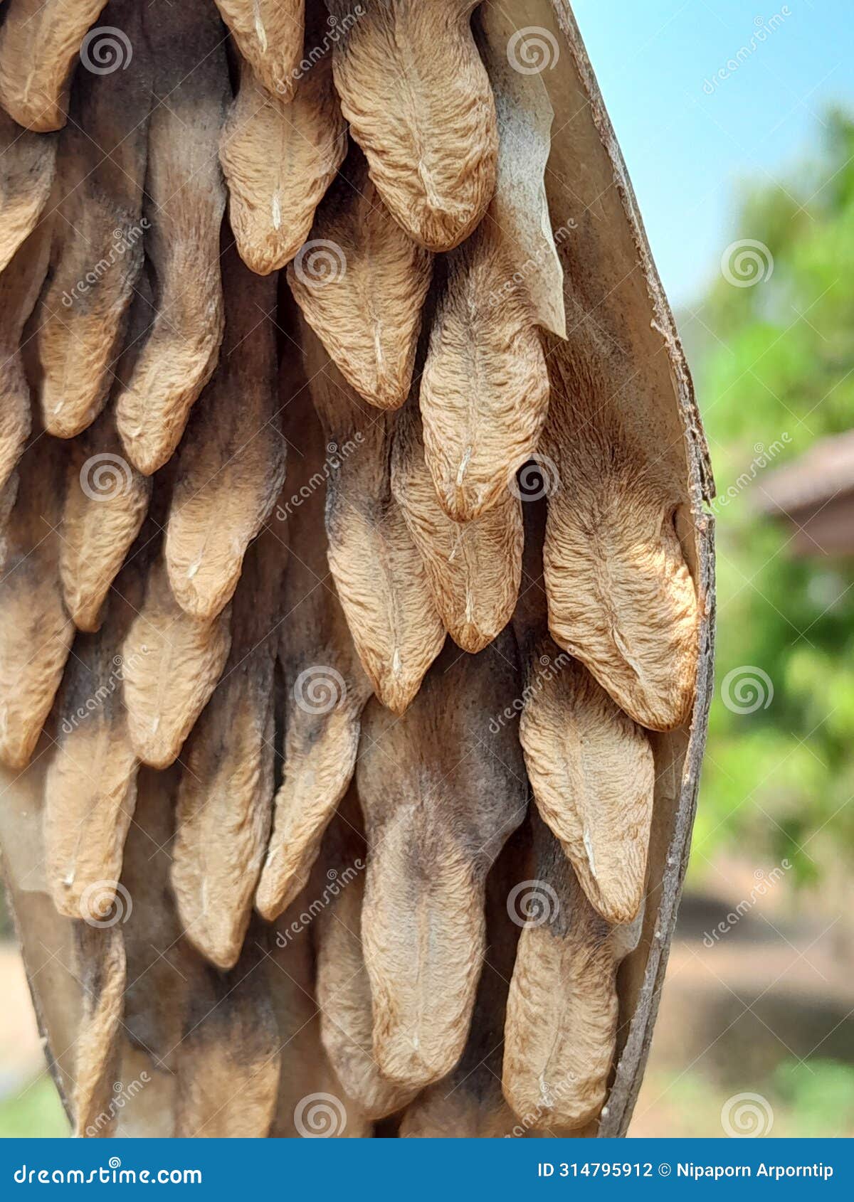 Plant part stock photo. Image of tree, texture, pattern - 314795912