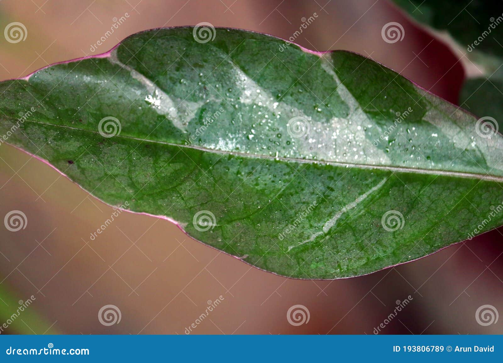 Plant Pathology in Leaf Bright Background Stock Image - Image of care ...