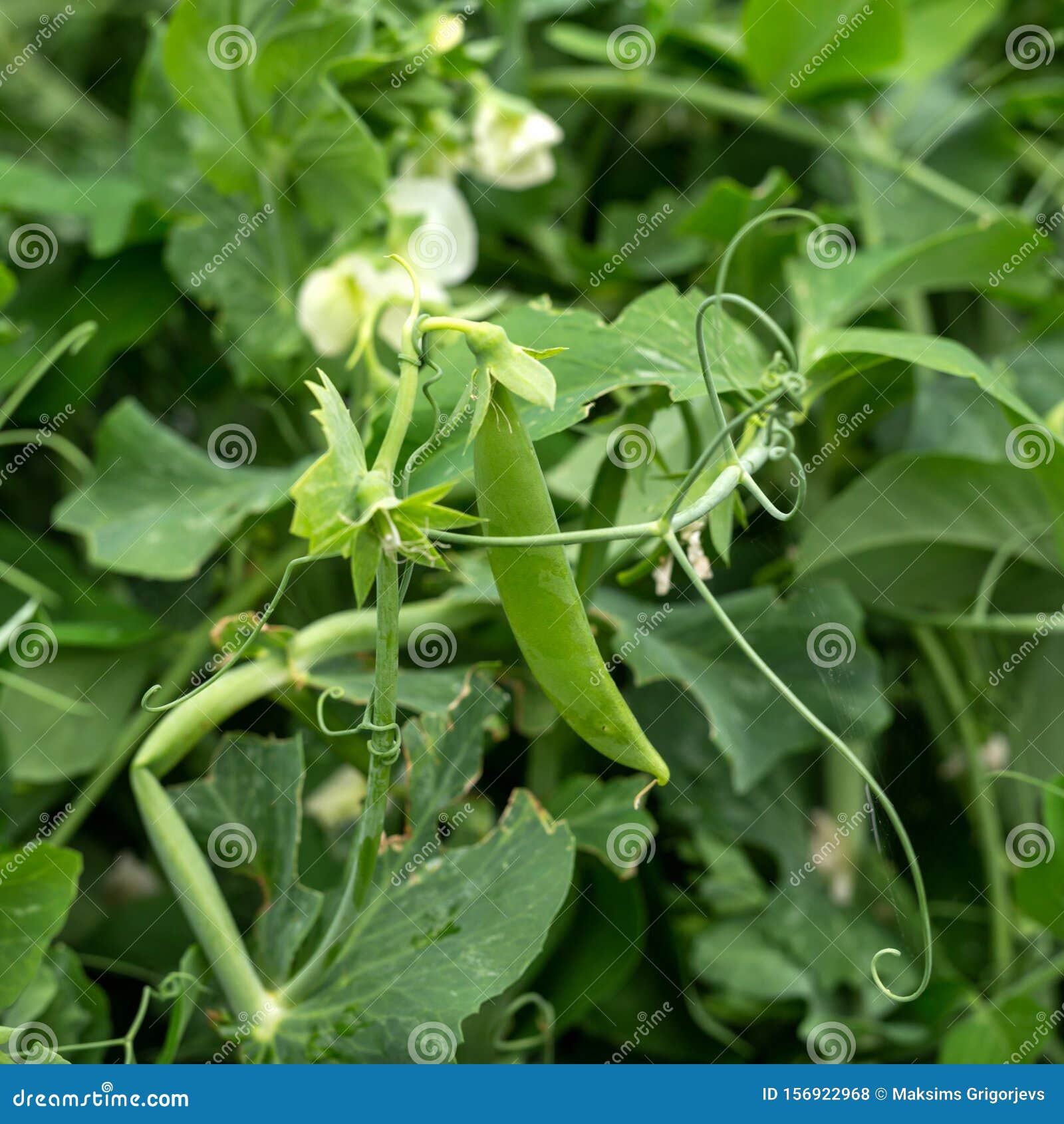Plant of Pea with Pod Growing in Garden Stock Photo - Image of ...