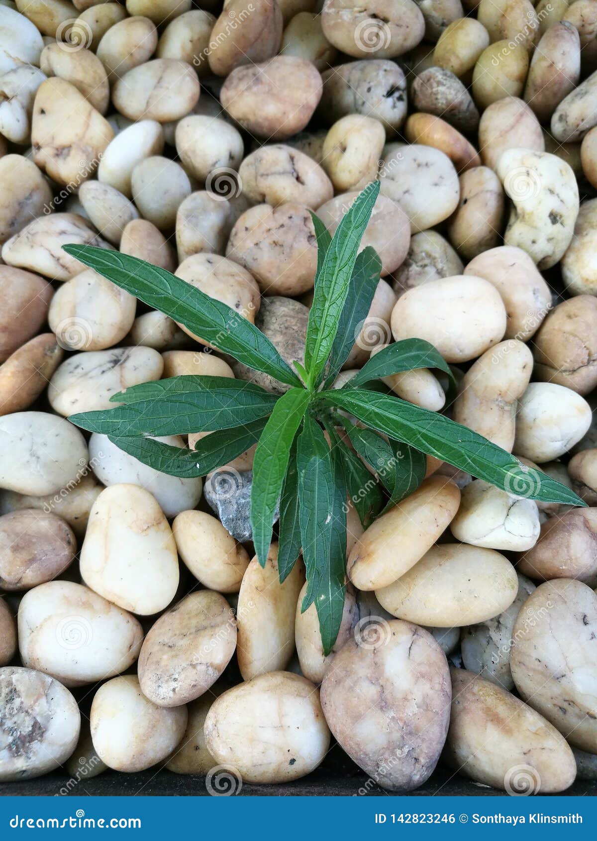 Plant and pebble stock photo. Image of botany, park - 142823246