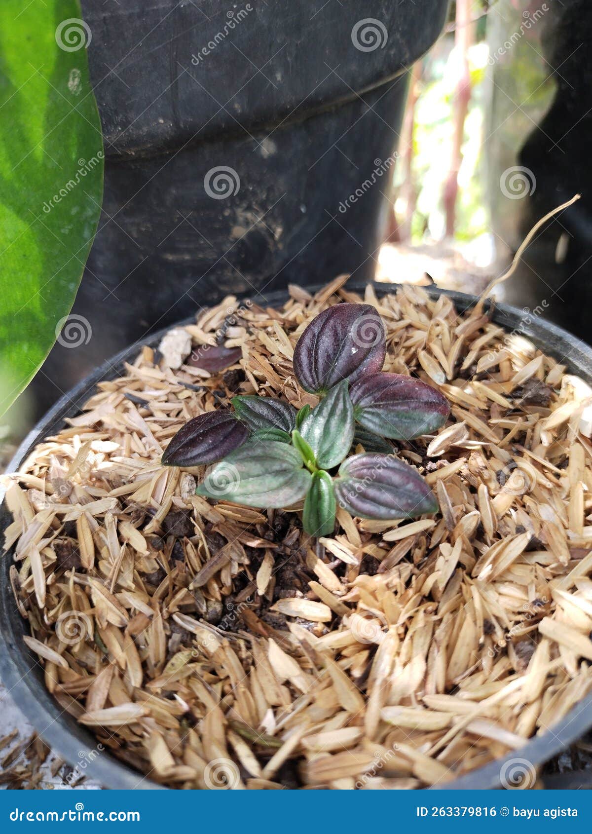 Plant Peperomia Caperata, Can Be Interpreted Indefinitely Stock Photo ...