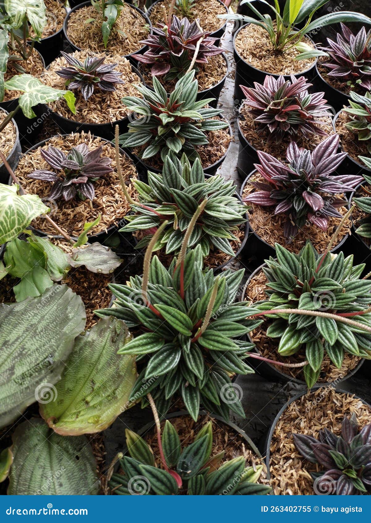 Plant Peperomia Caperata, Can Be Interpreted Indefinitely Stock Image ...