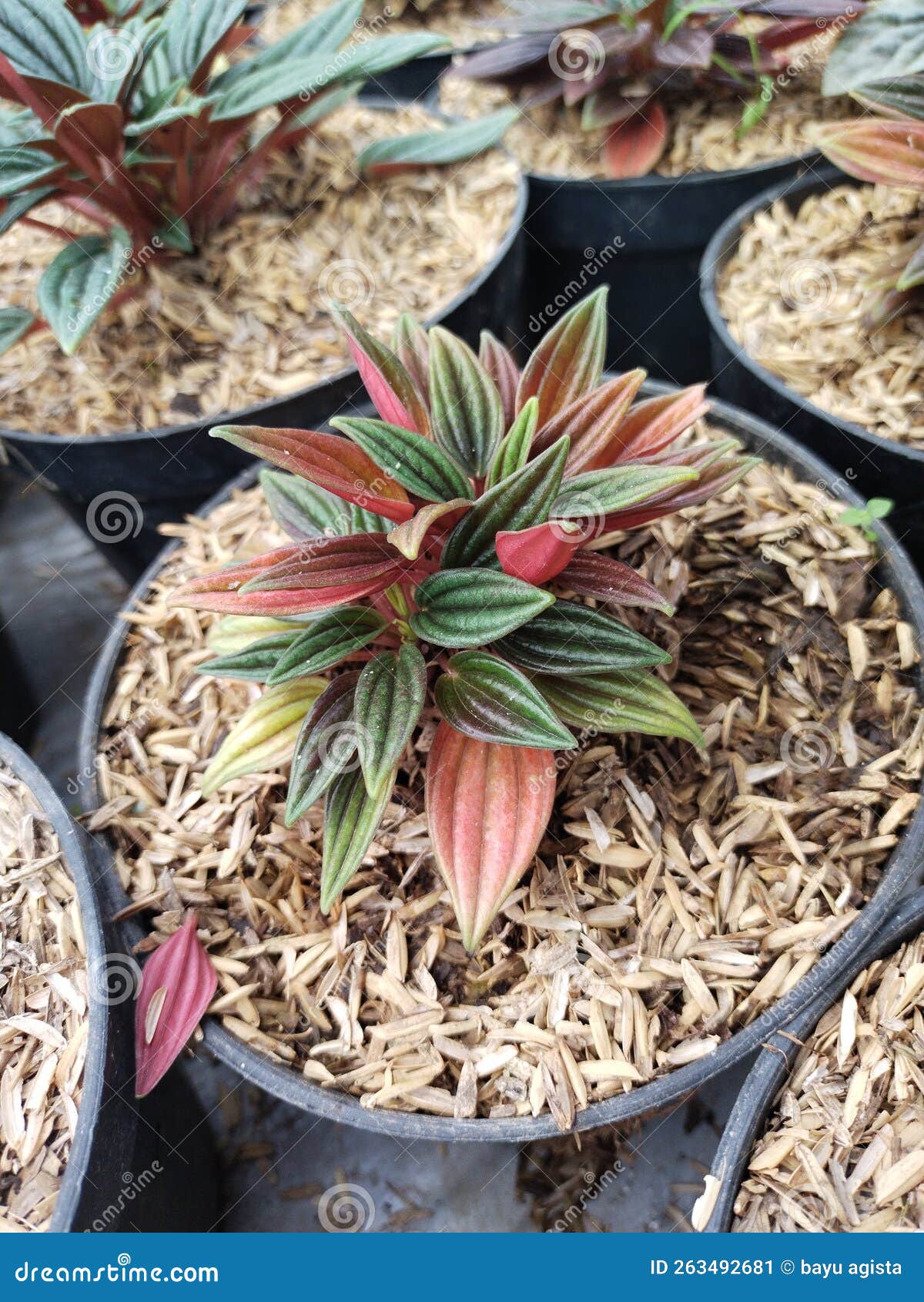 Plant Peperomia Caperata, Can Be Interpreted Indefinitely Stock Image ...