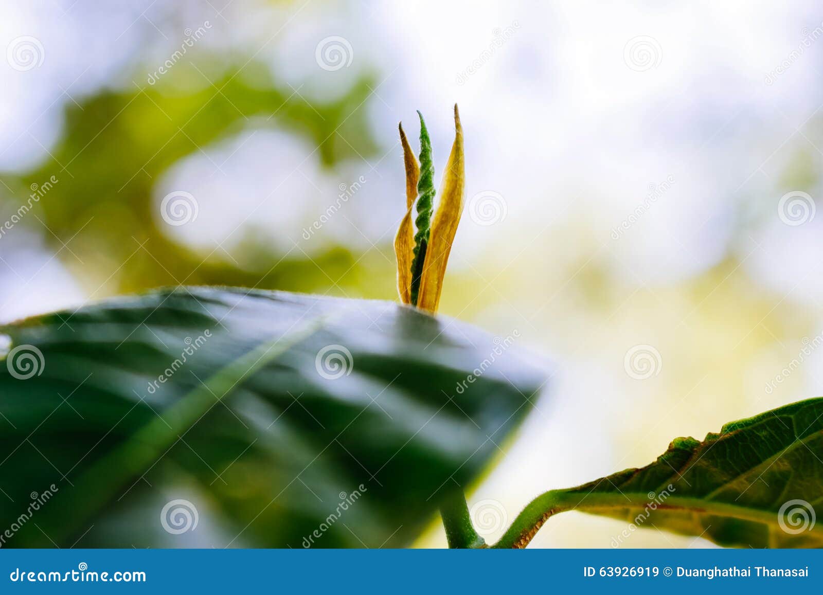 Plant Perception and Budding Stock Image - Image of tree, leaf: 63926919