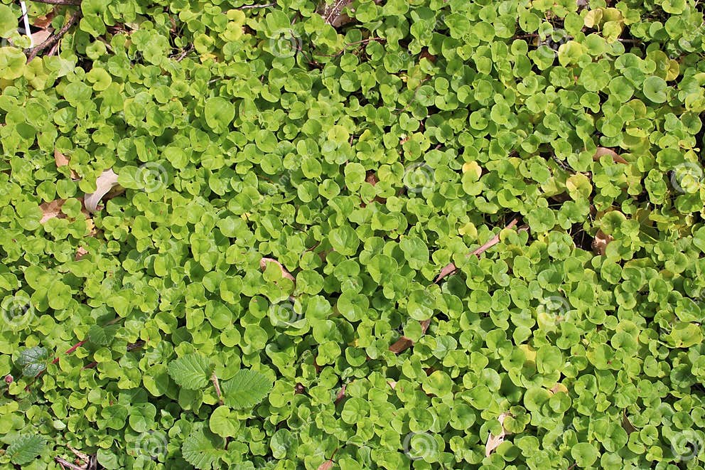 Plant - perth - australia stock photo. Image of australian - 289070874