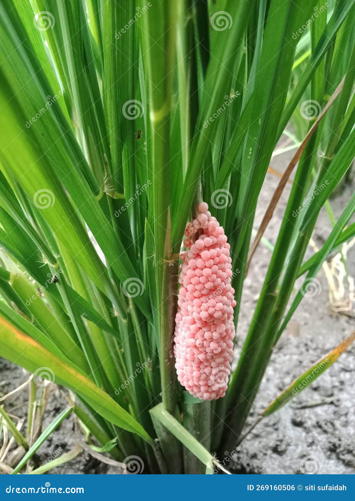 Plant Pests,rice Field Snail Eggs Stock Photo - Image of lawn, food ...