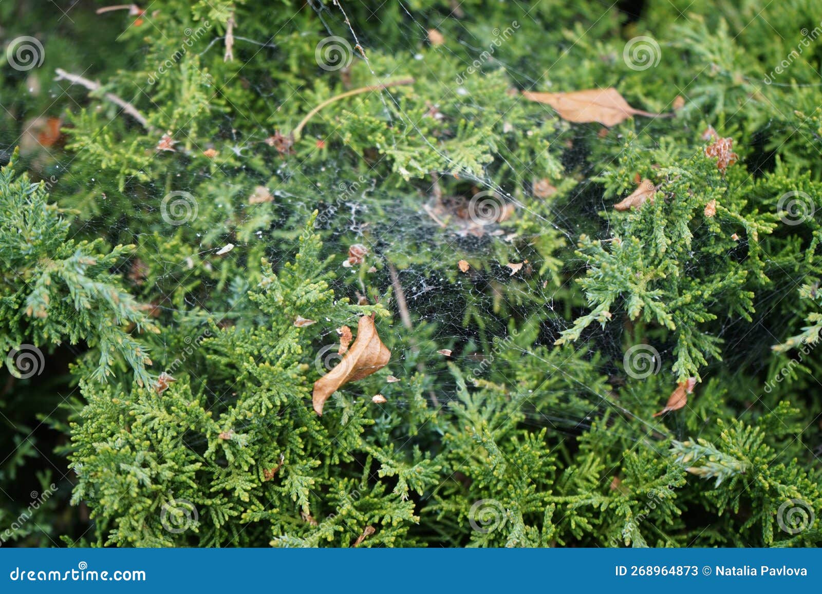 Spider Web on Juniperus Sabina in June. Berlin, Germany Stock Image ...