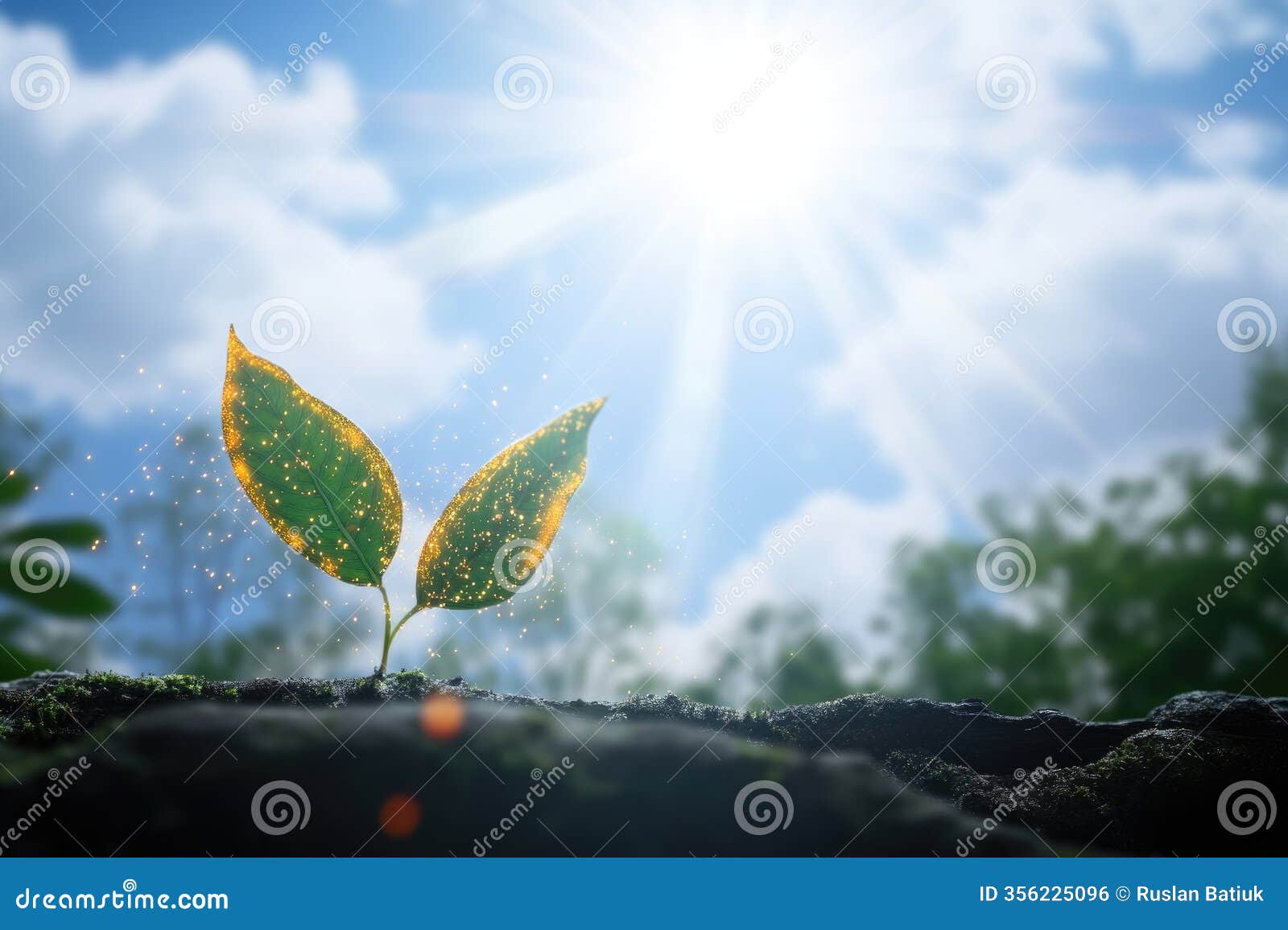 Plant Photosynthesis: Chlorophyll Function, Sunlight Absorption, Energy ...