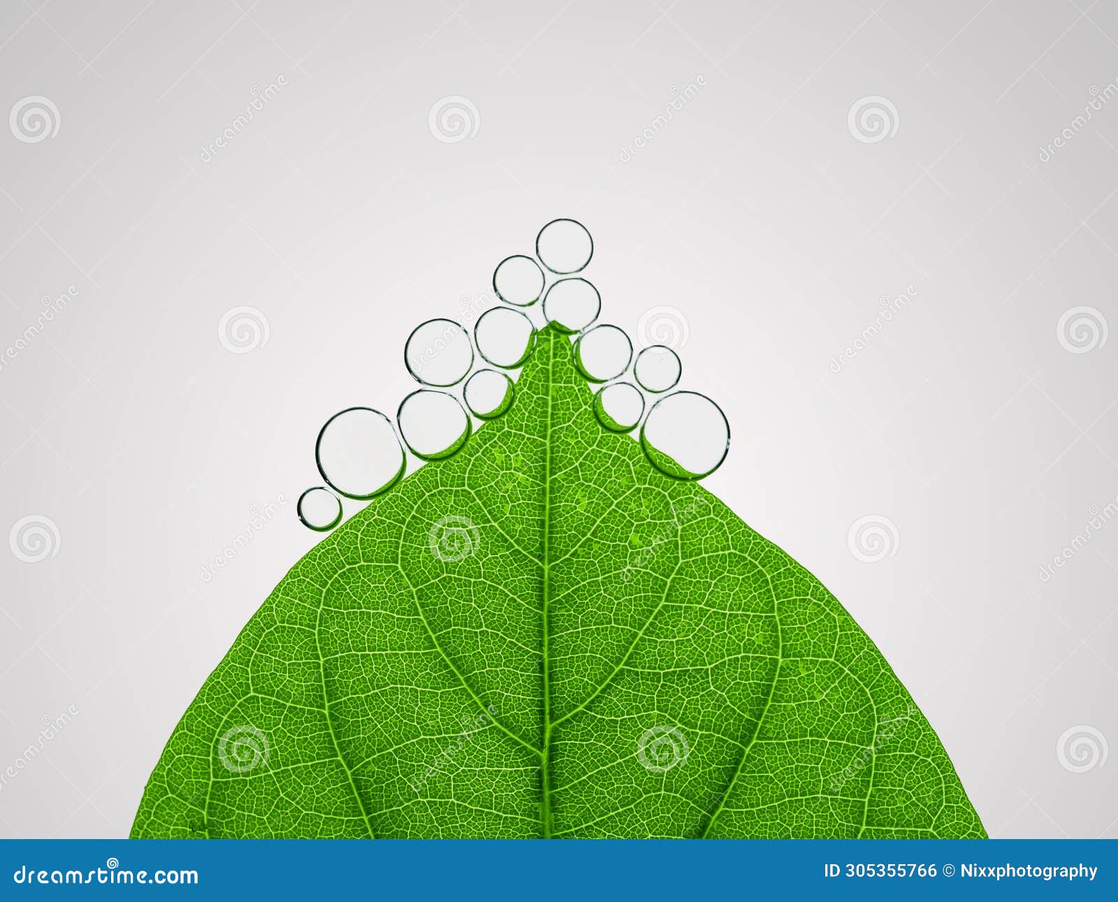 Macro Close Up Image of Plant Leaf Release Oxygen in the Air. Stock ...