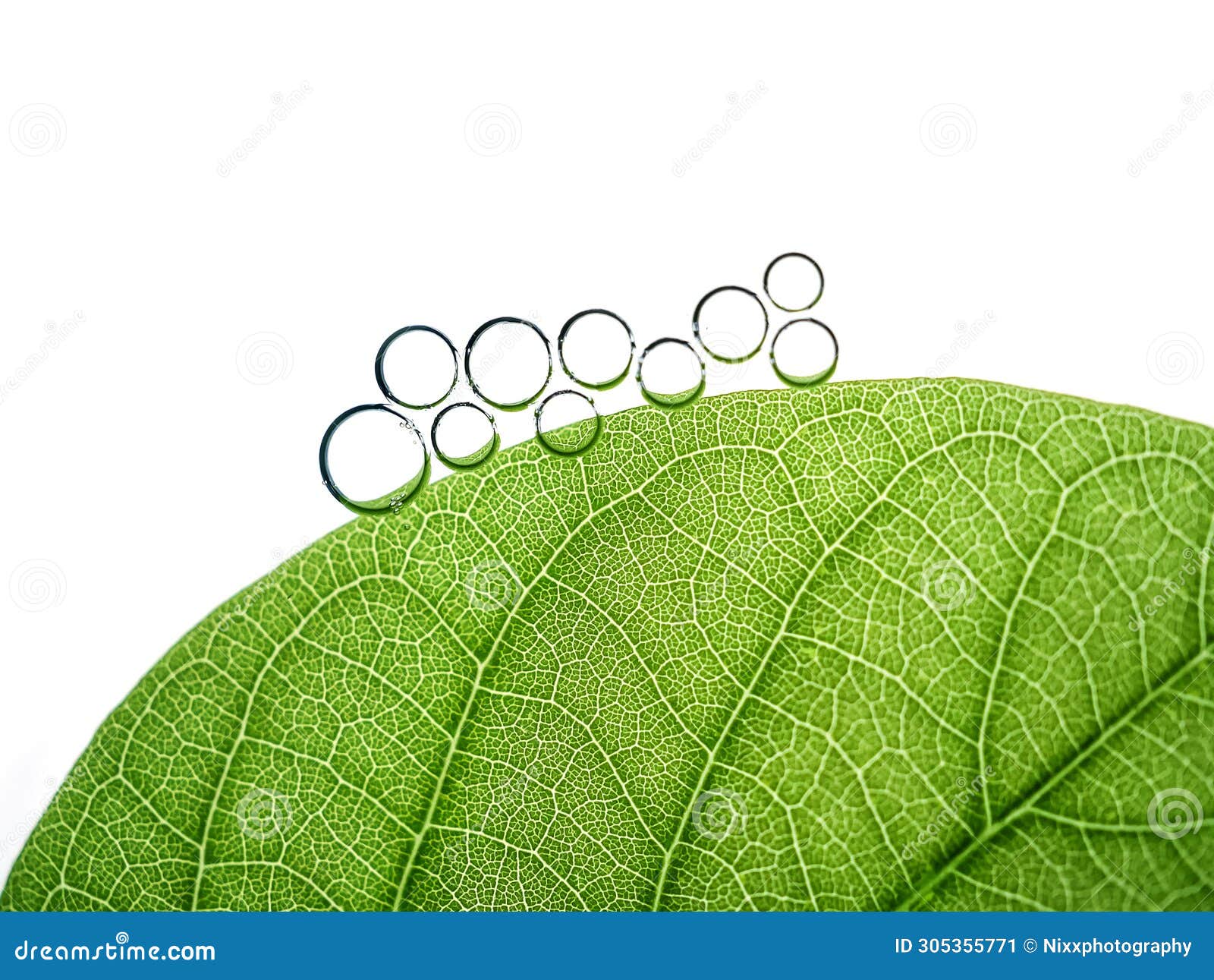 Macro Close Up Image of Plant Leaf Release Oxygen in the Air. Stock ...