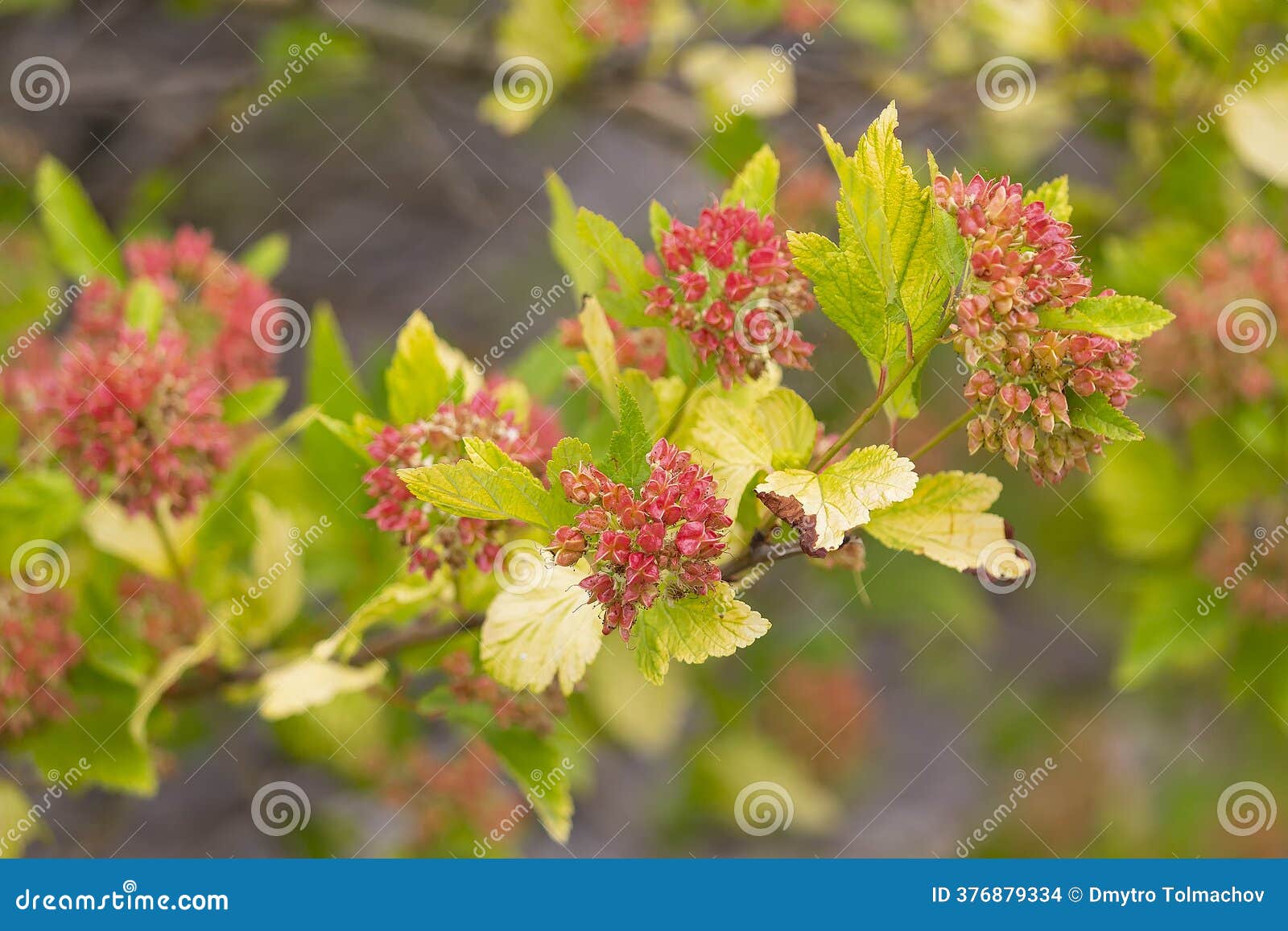 Physocarpus Opulifolius Ninebark Flower Head Bush Stock Image ...