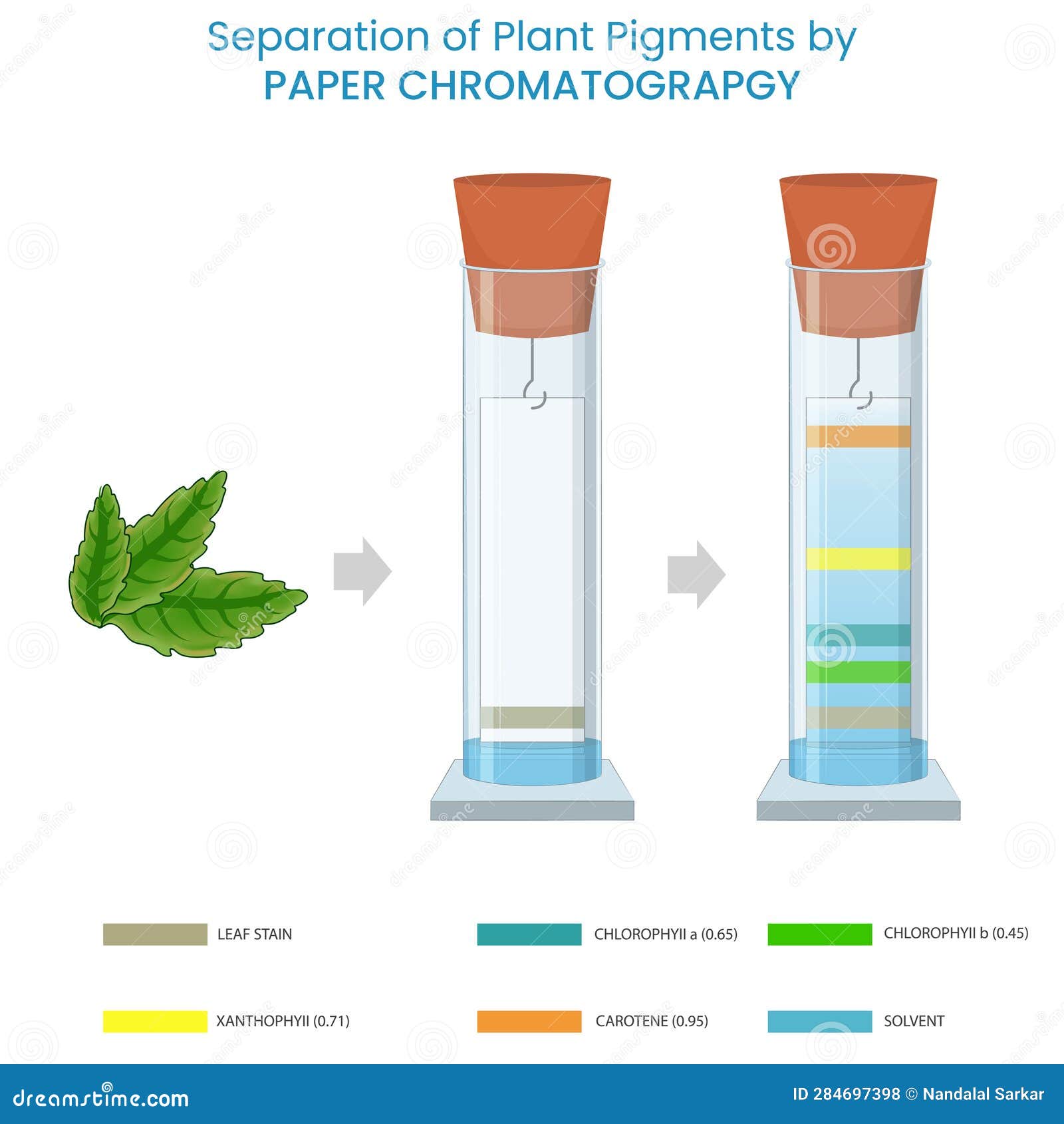 Plant Pigments Separated by Paper Chromatography Based on Solubility ...