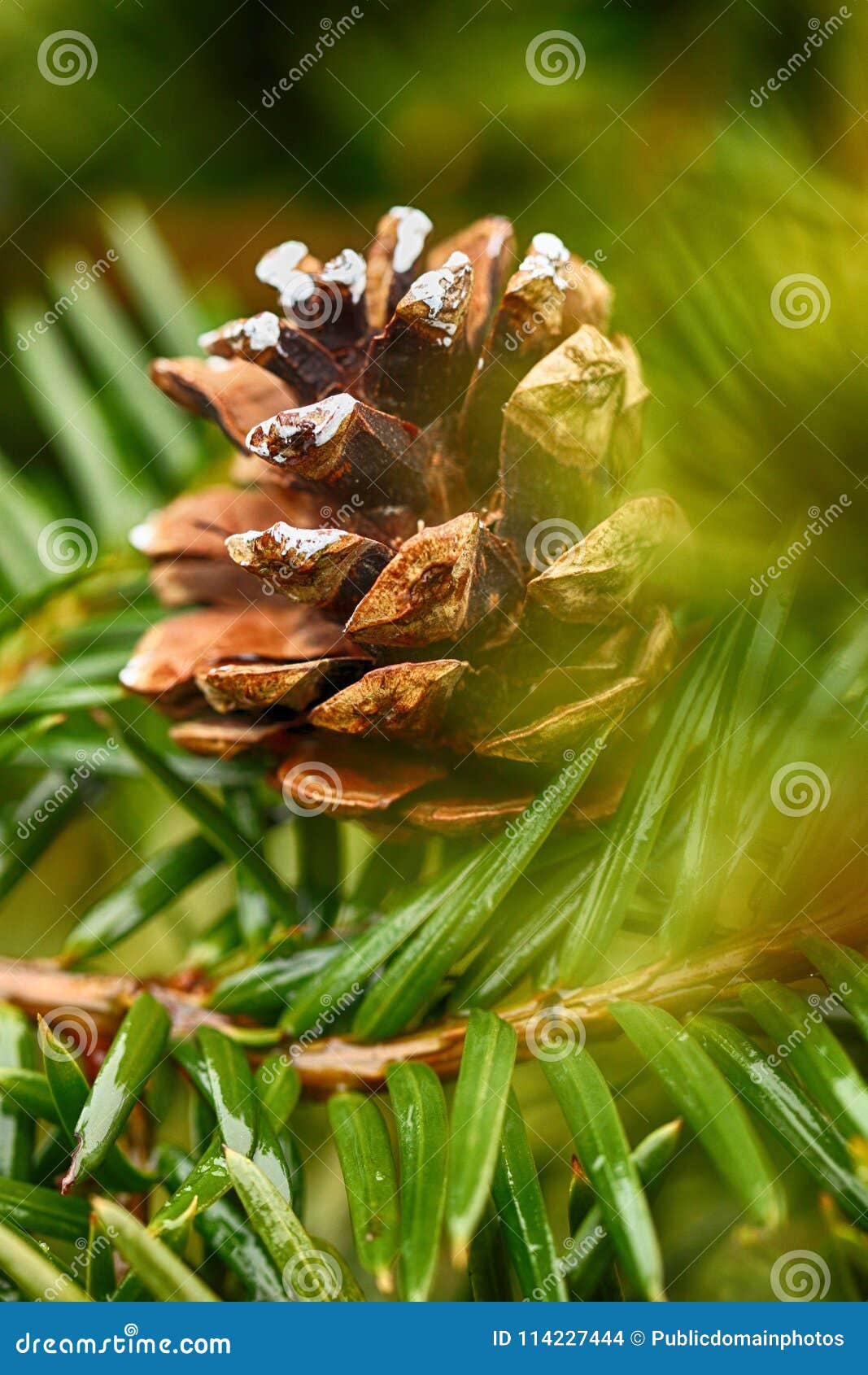 Plant, Pine Family, Tree, Close Up Picture. Image: 114227444