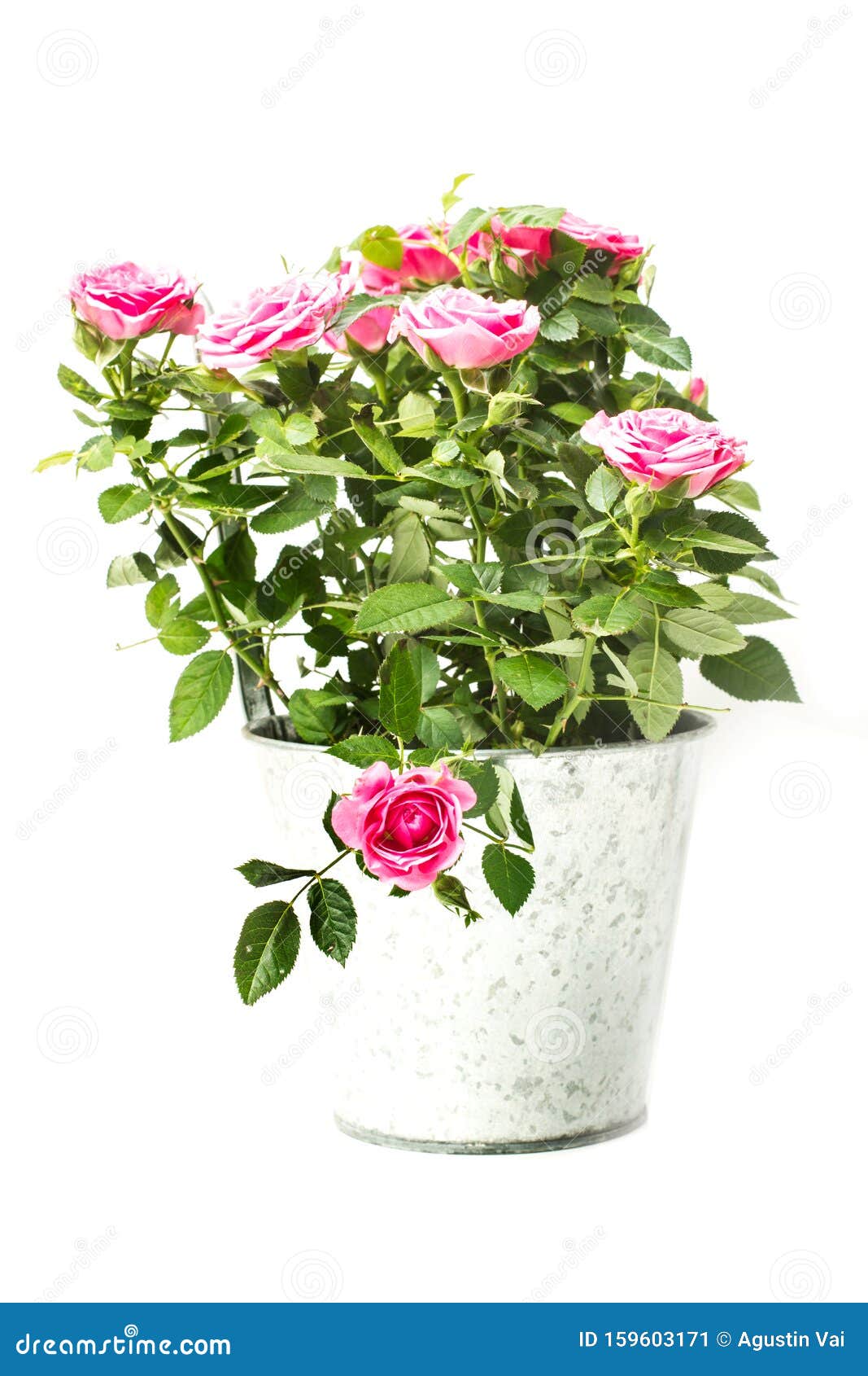 Pink roses in a flower pot stock image. Image of garden - 159603171